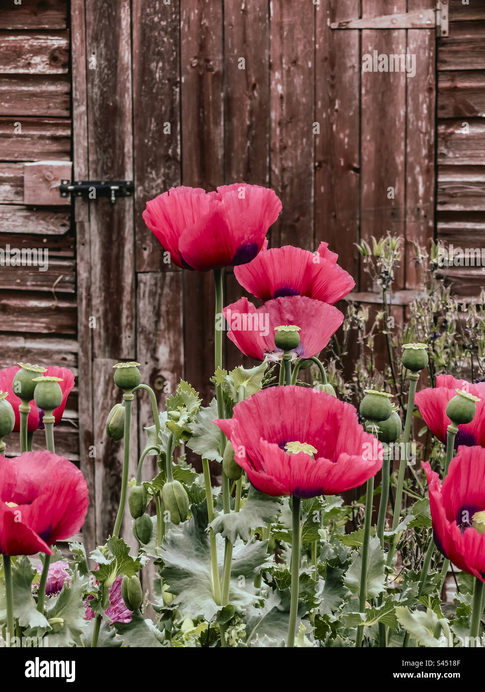 Poppy flowers and seed heads growing in front of a garden shed. UK ...