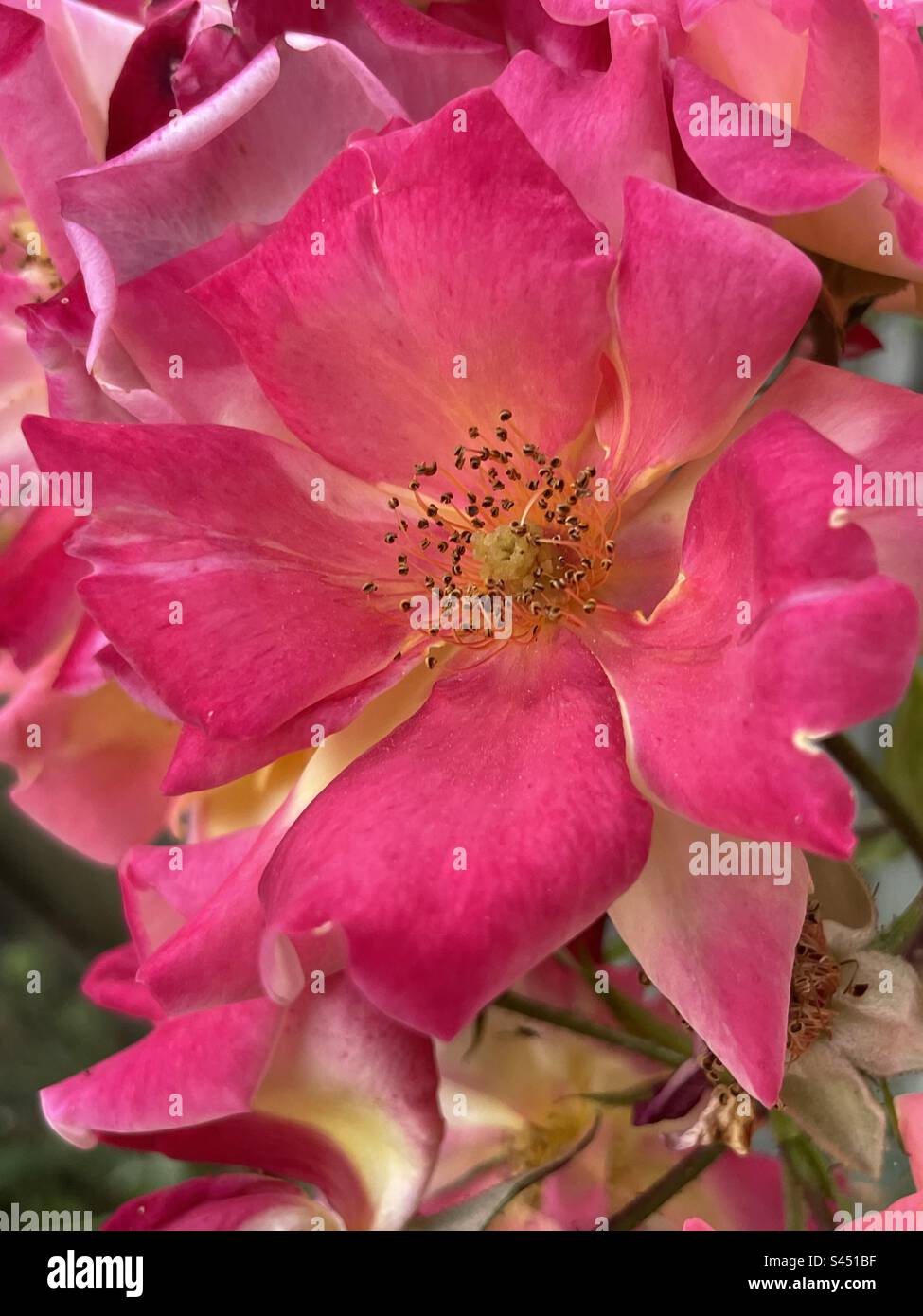 Climbing red rose hi-res stock photography and images - Alamy