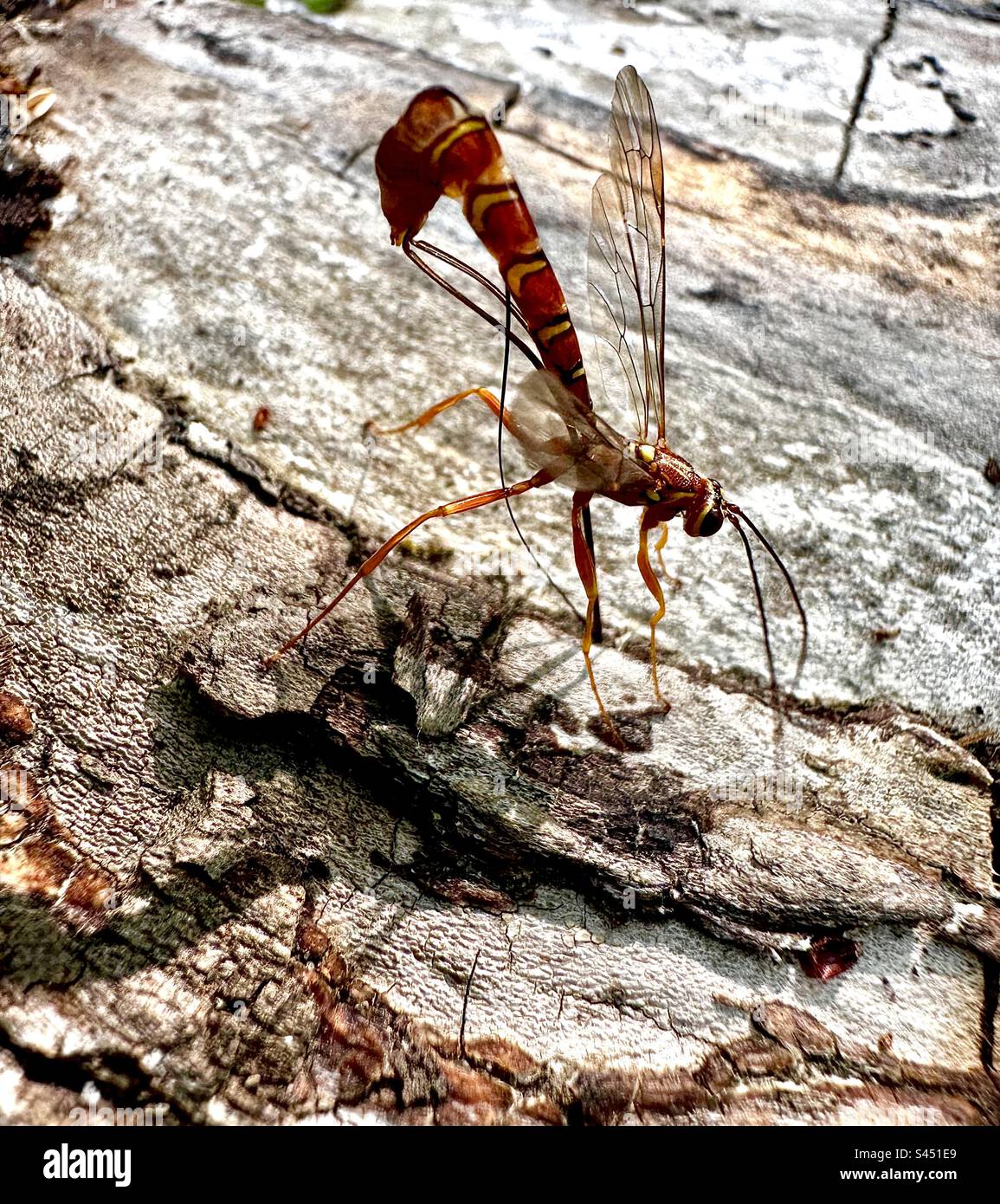 Giant Ichneumonid wasp with red and yellow stripes laying eggs in a ...
