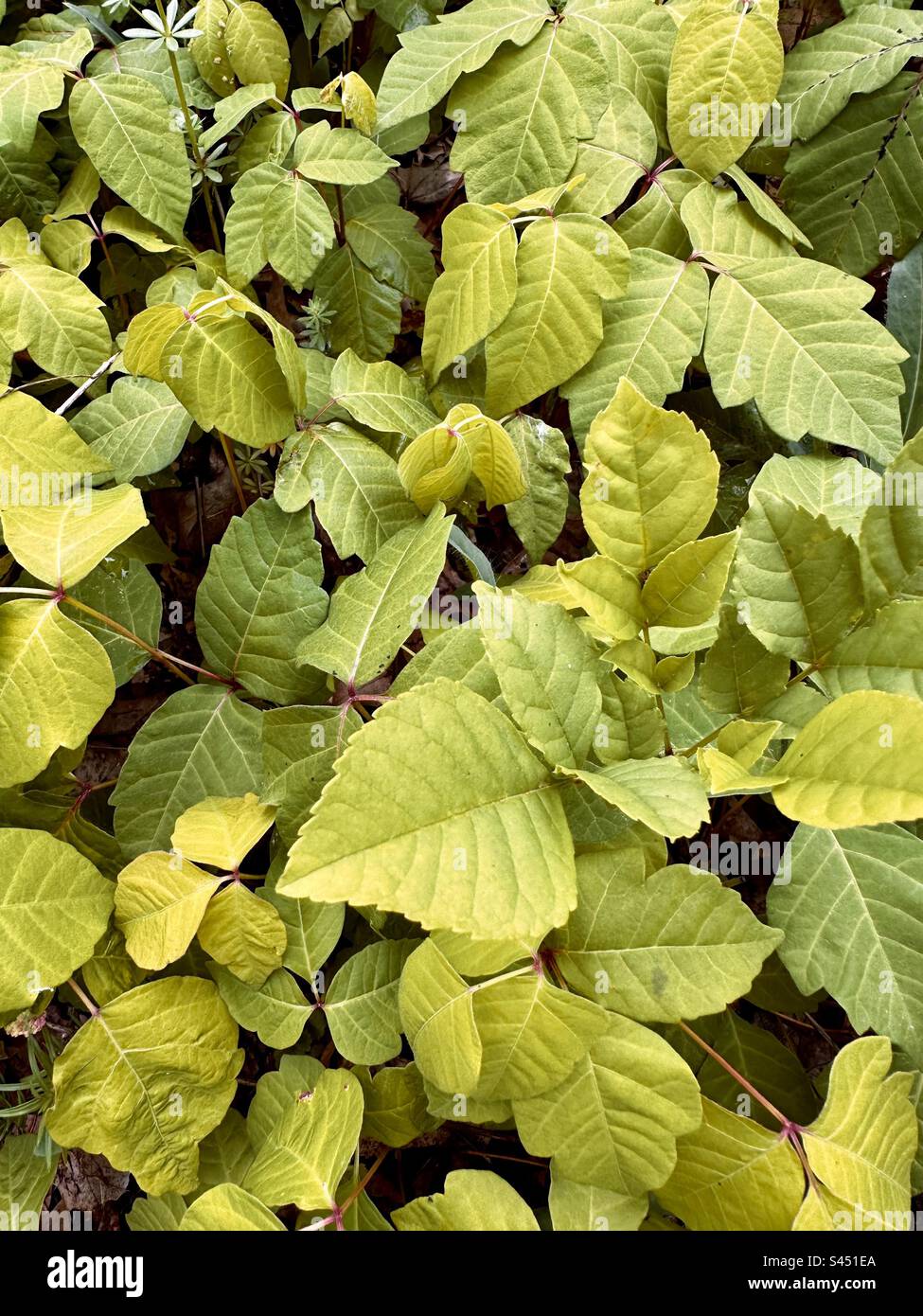 Ground cover plants hi-res stock photography and images - Alamy