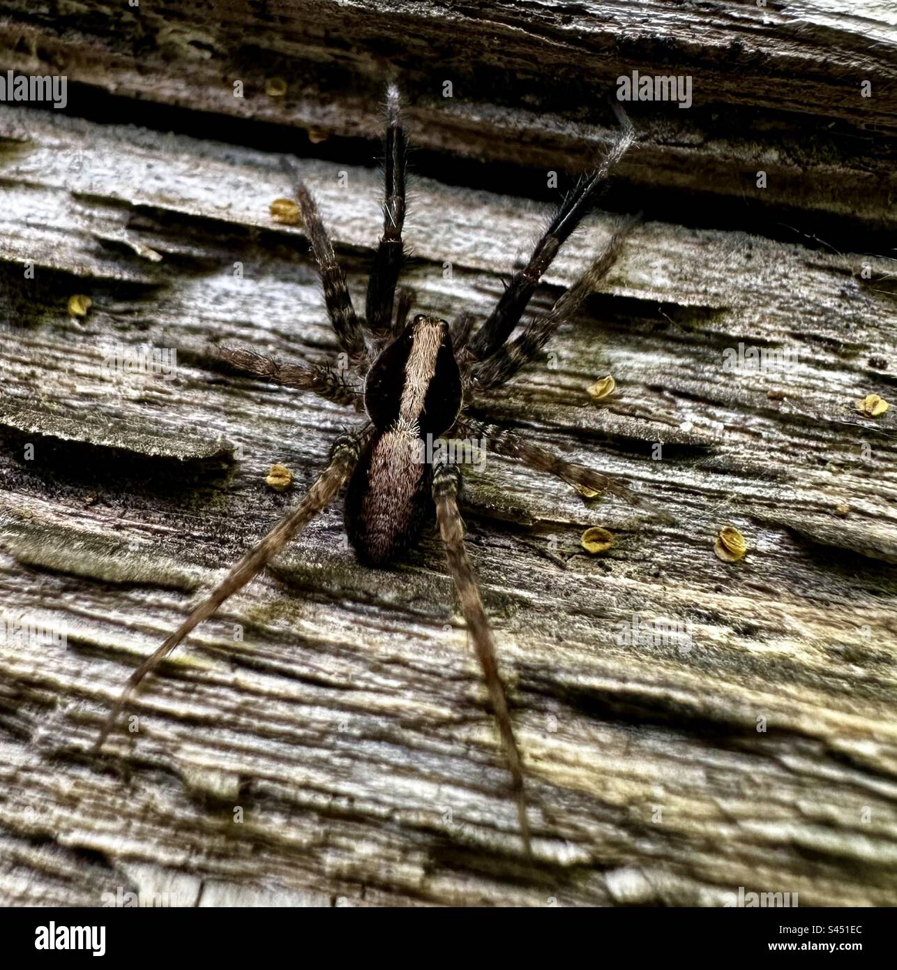 Black spider fishing hi-res stock photography and images - Alamy