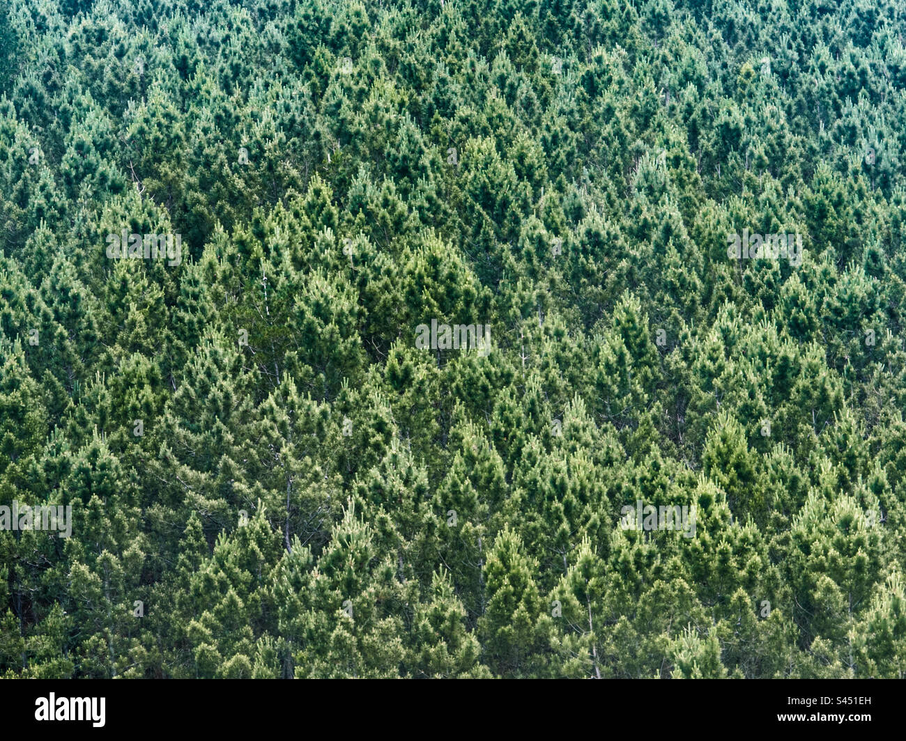 Wonderful forest hi-res stock photography and images - Alamy