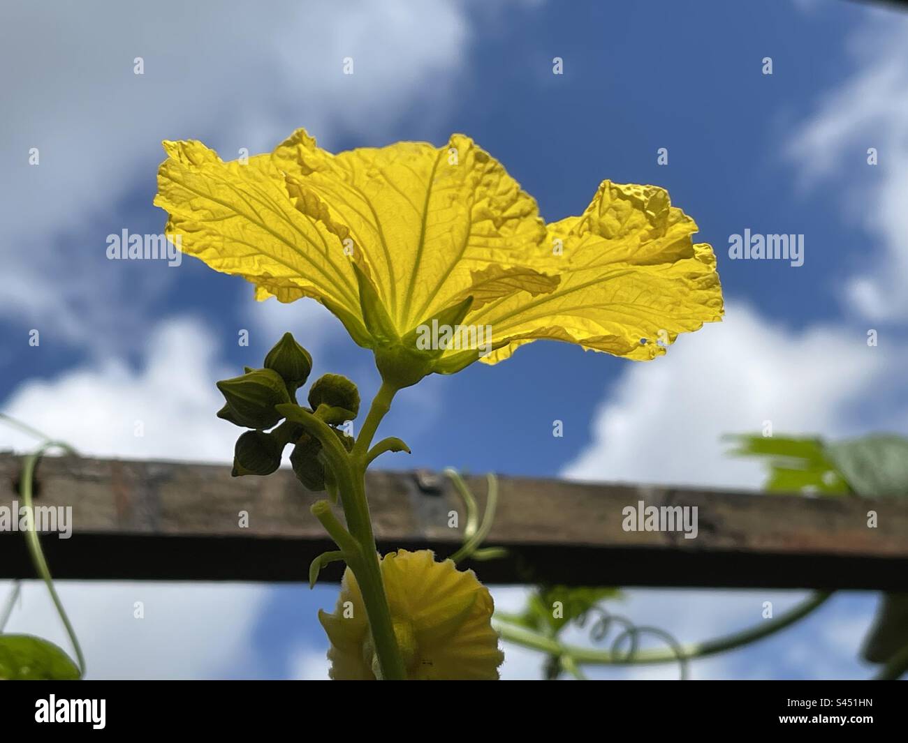 Winter melon grown in a community garden Singapore - vegetable flower ...