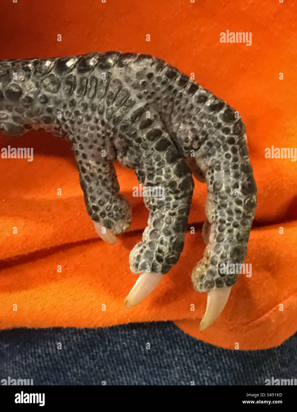 Roosters foot hi-res stock photography and images - Alamy