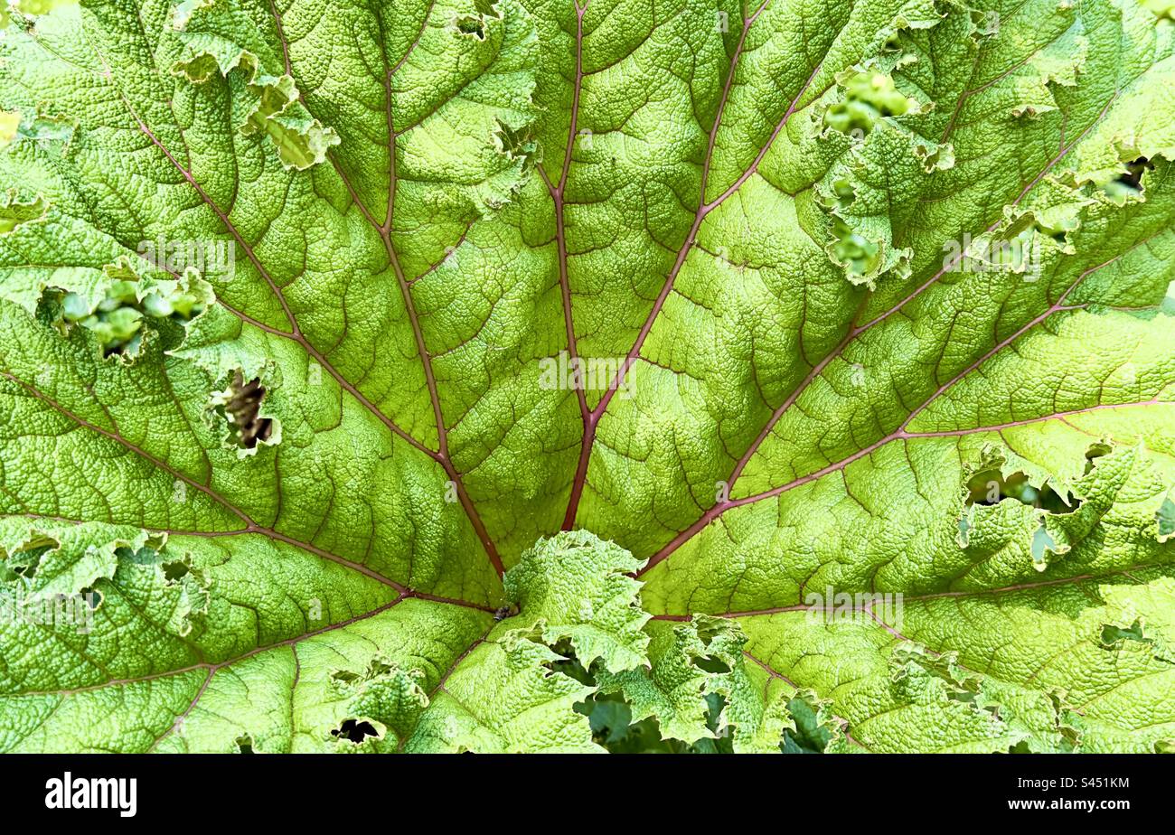 A detail of a leaf of Gunnera in the University botanic Garden in ...