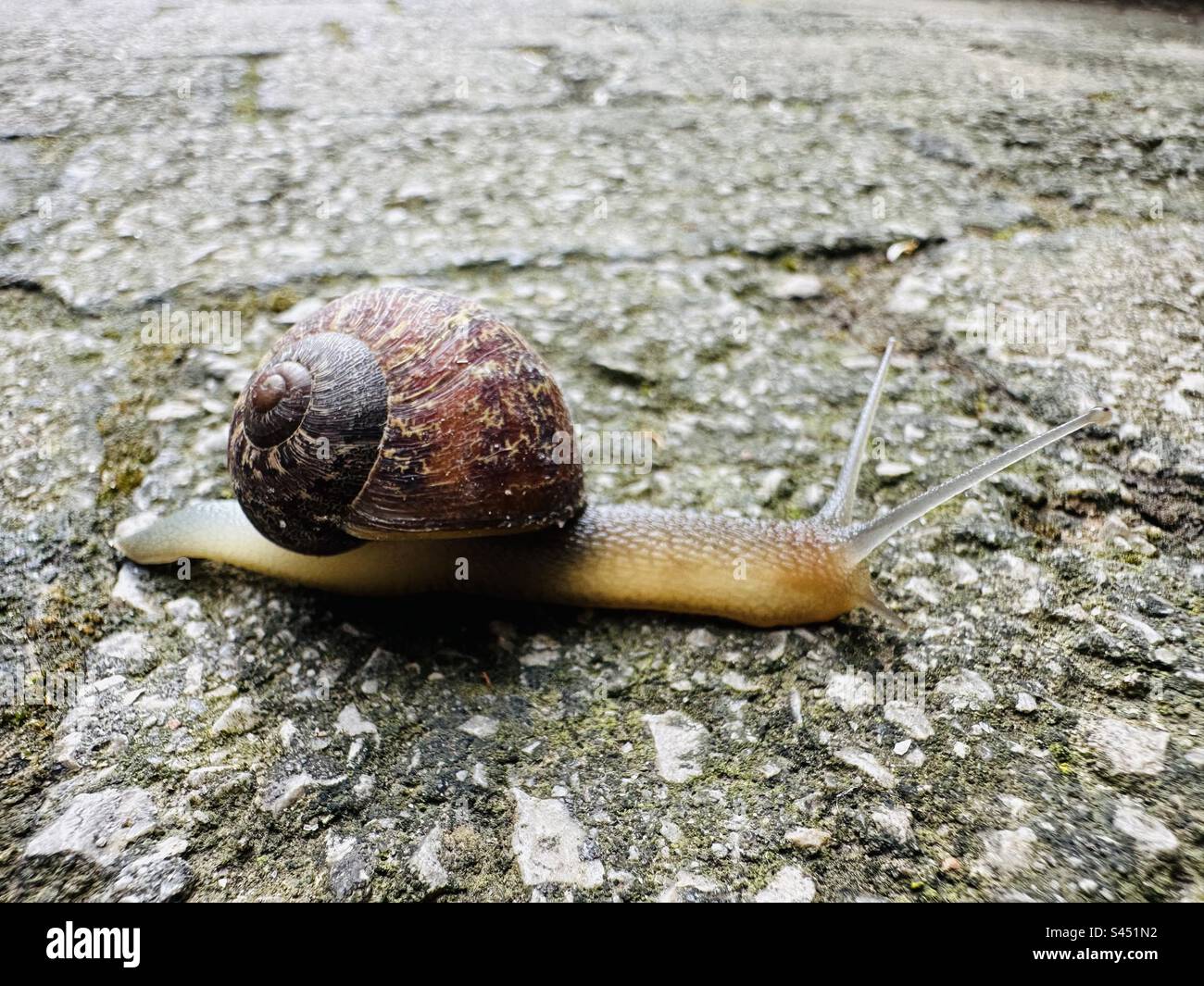 Common garden snail on the move Stock Photo - Alamy
