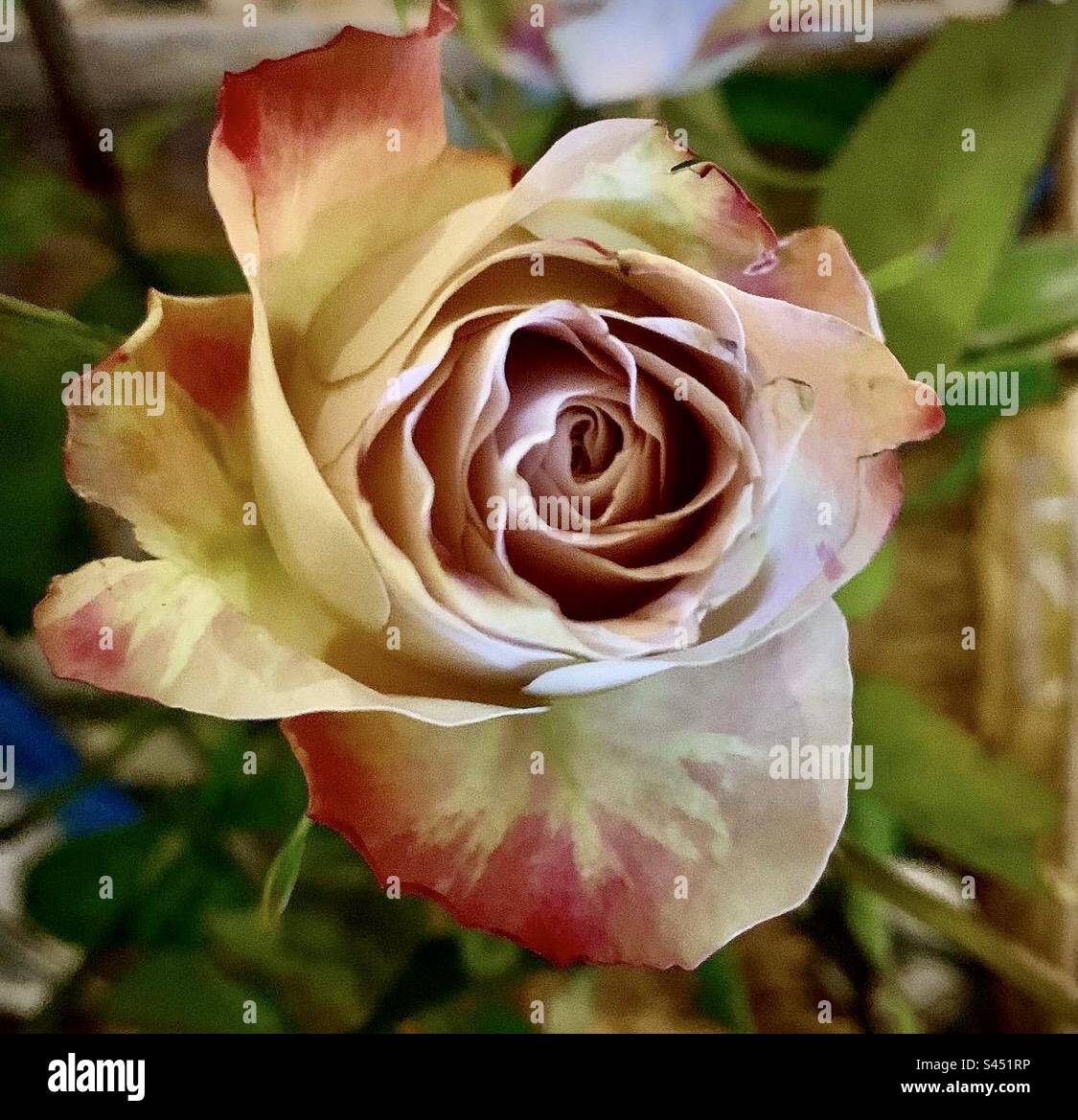 Unusual rose hi-res stock photography and images - Alamy