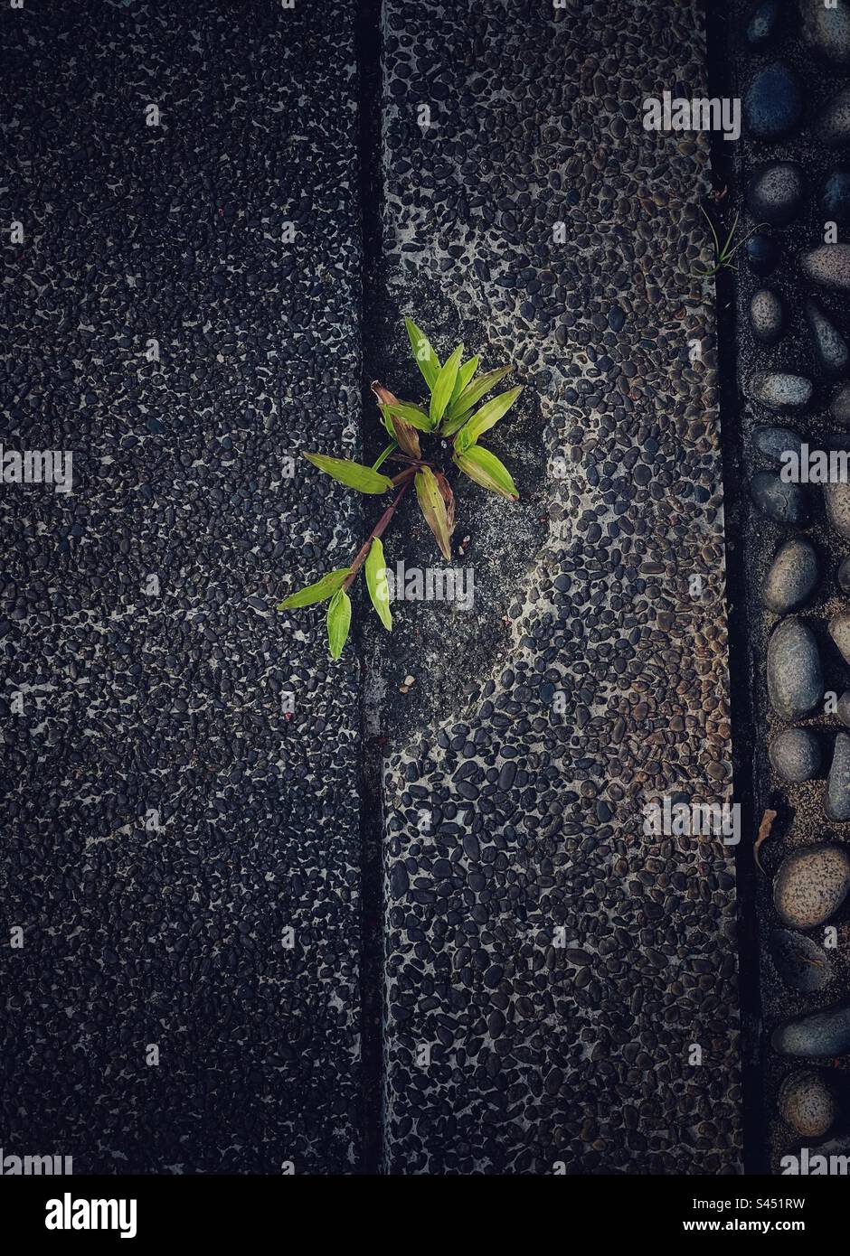 Pathway texture hi-res stock photography and images - Alamy