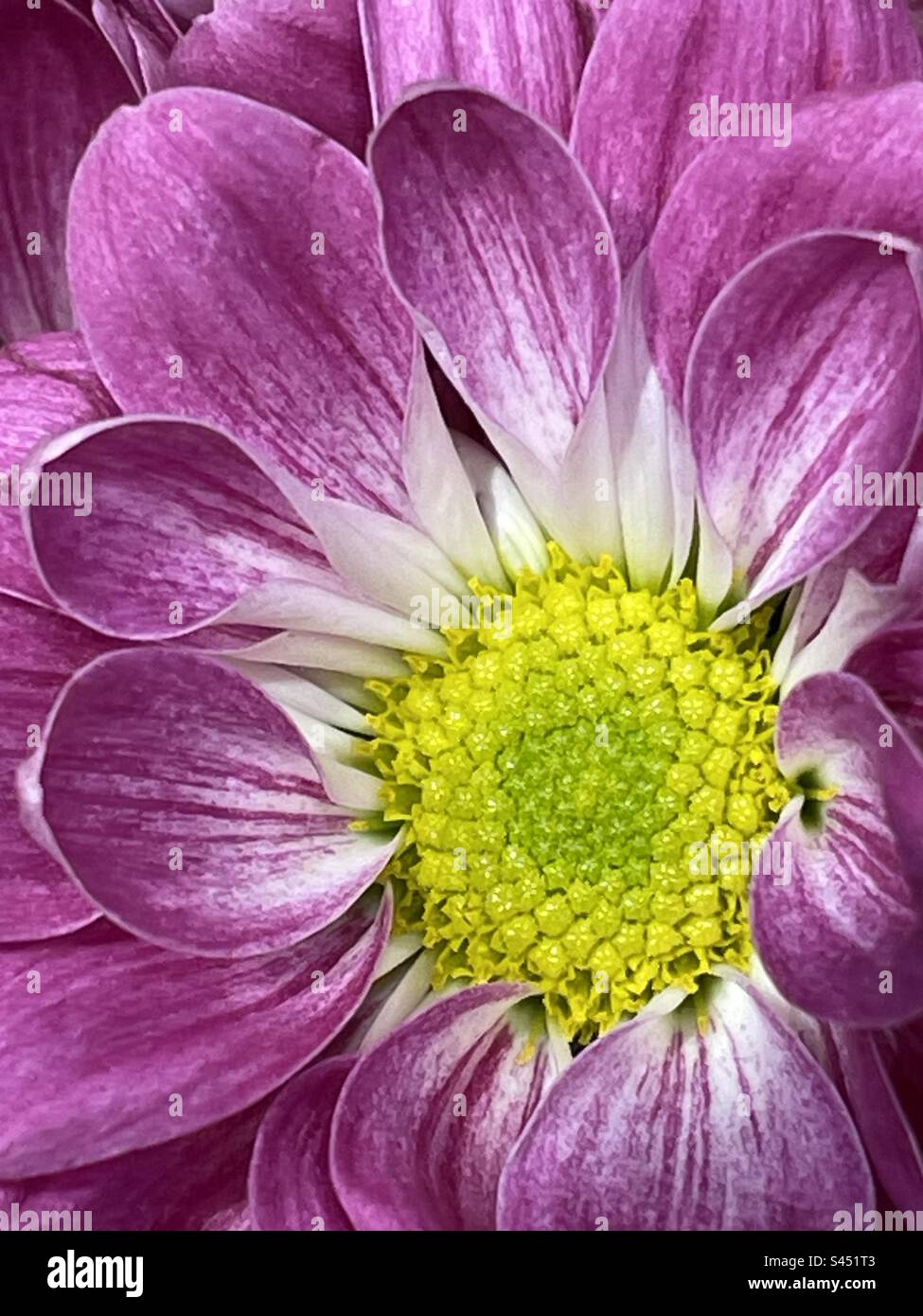 Curled petals hi-res stock photography and images - Alamy