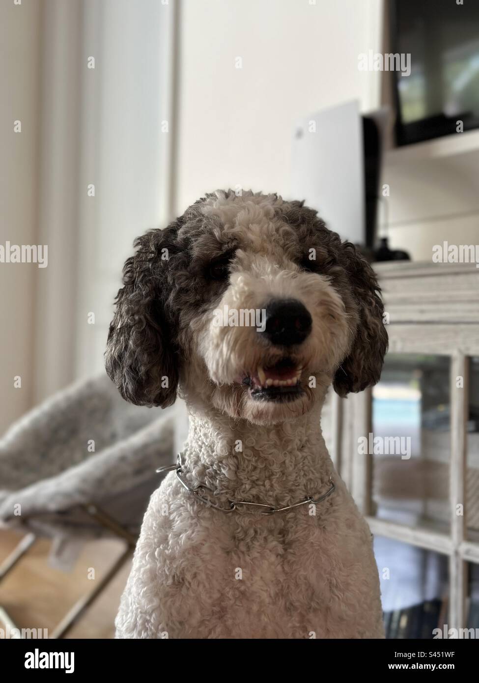 Happy black and white Sheepadoodle Stock Photo - Alamy