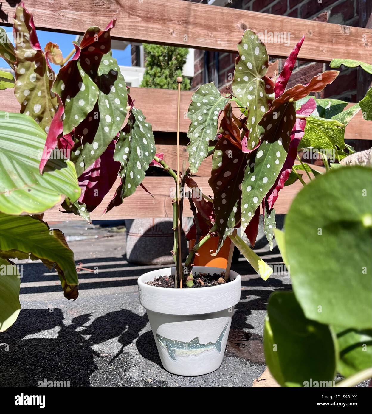 Begonia maculata (maculata meaning "spotted") - known as the Polka dot ...