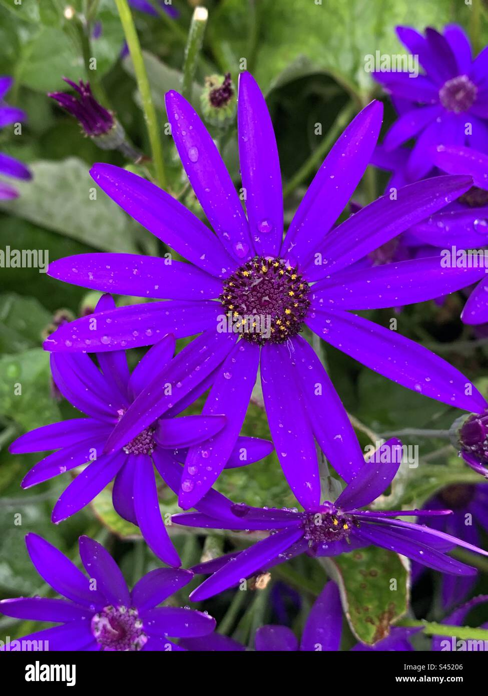 Pericallis hi-res stock photography and images - Alamy