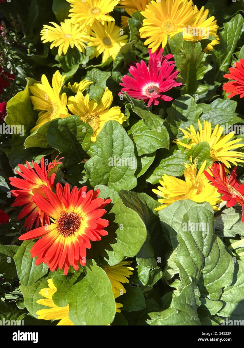 Red, yellow and pink Gerbera flowers in full summer bloom Stock Photo ...
