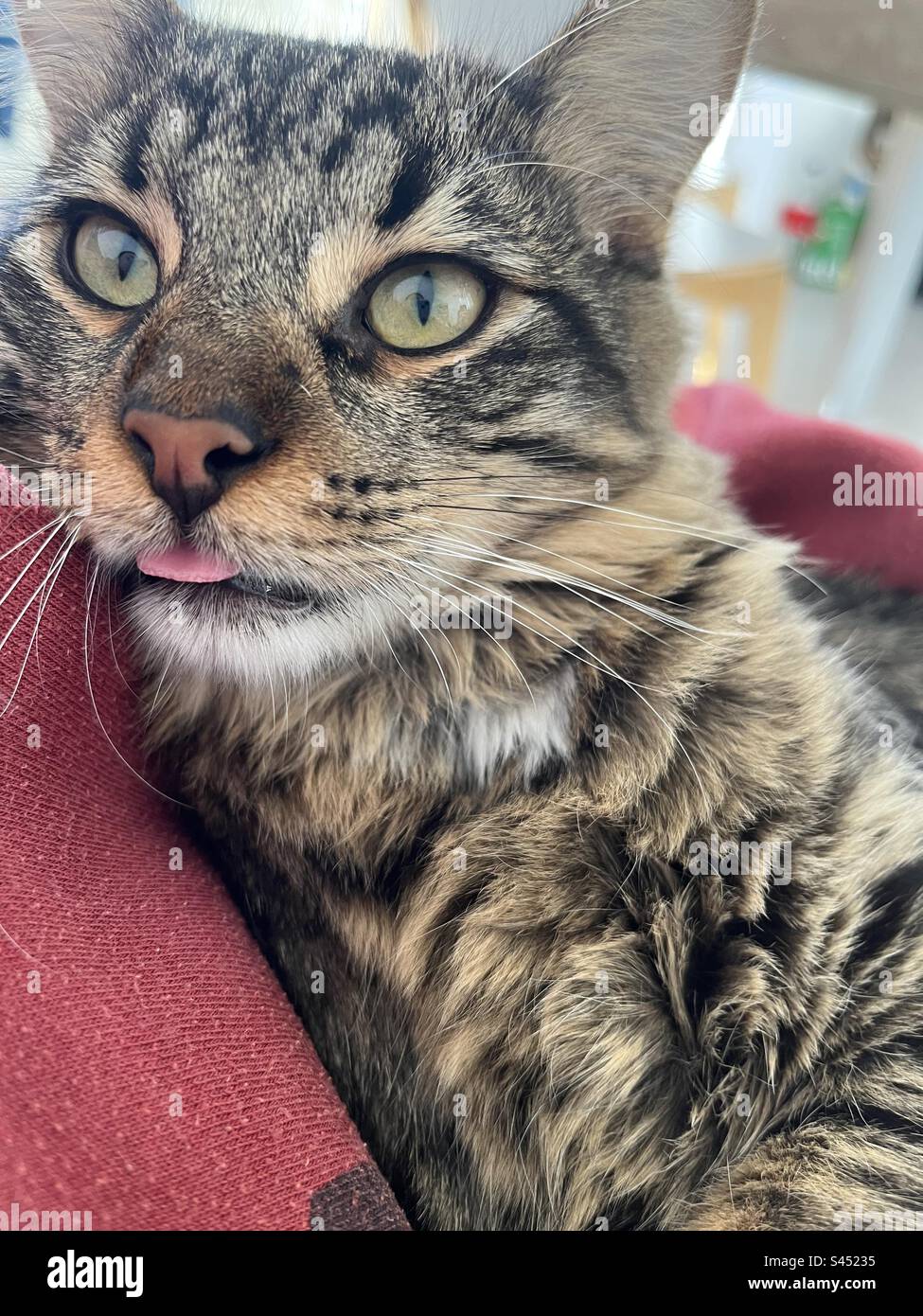 Crazy cat funny hi-res stock photography and images - Alamy