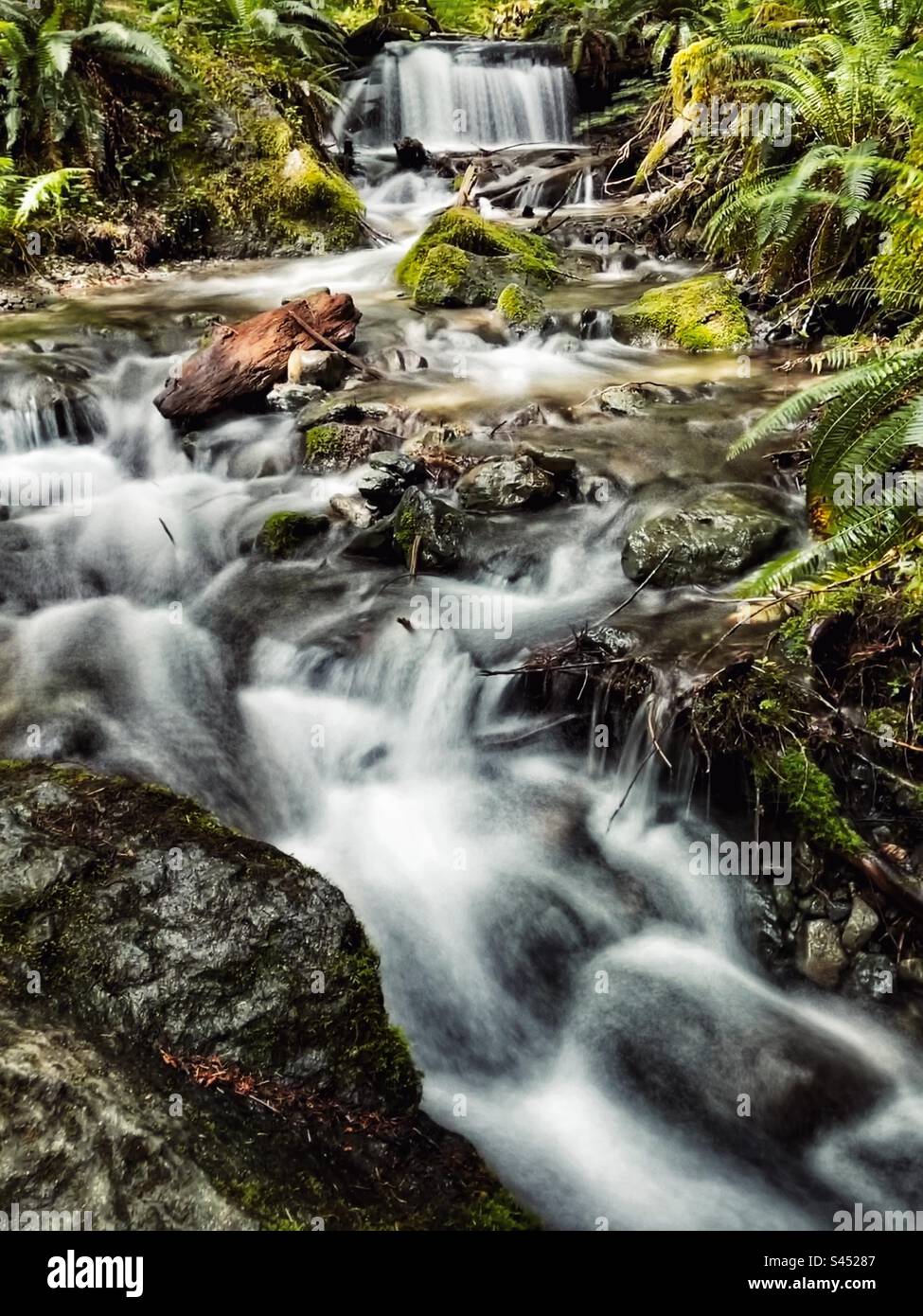 Pacific Northwest rainforest Stock Photo - Alamy