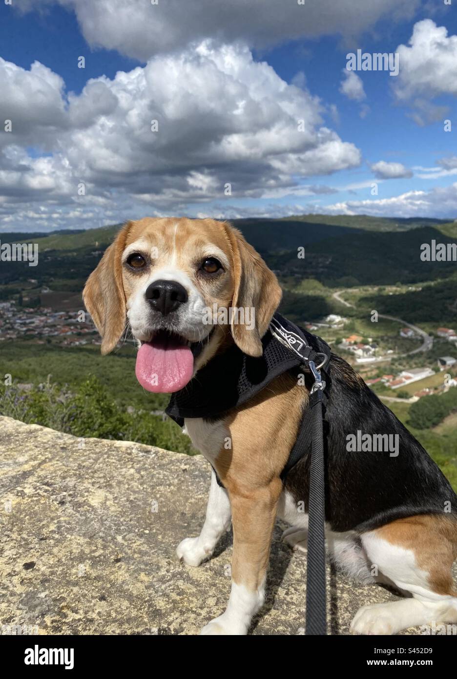 Explorer dog hi-res stock photography and images - Alamy