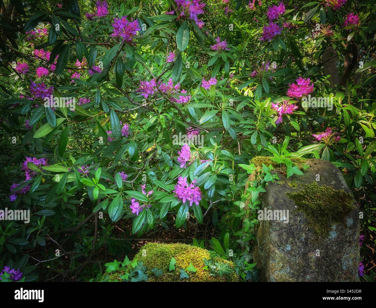 Pink Rhododendron flowers growing wild bear an old stone wall Stock ...