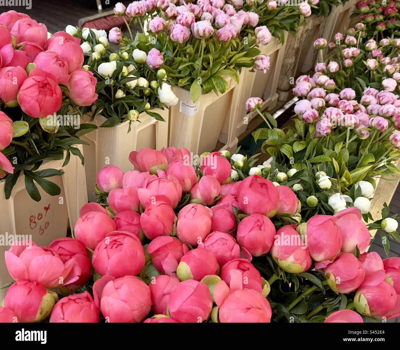 Bunches of pink peonies on sale in the street market of Leiden in the ...