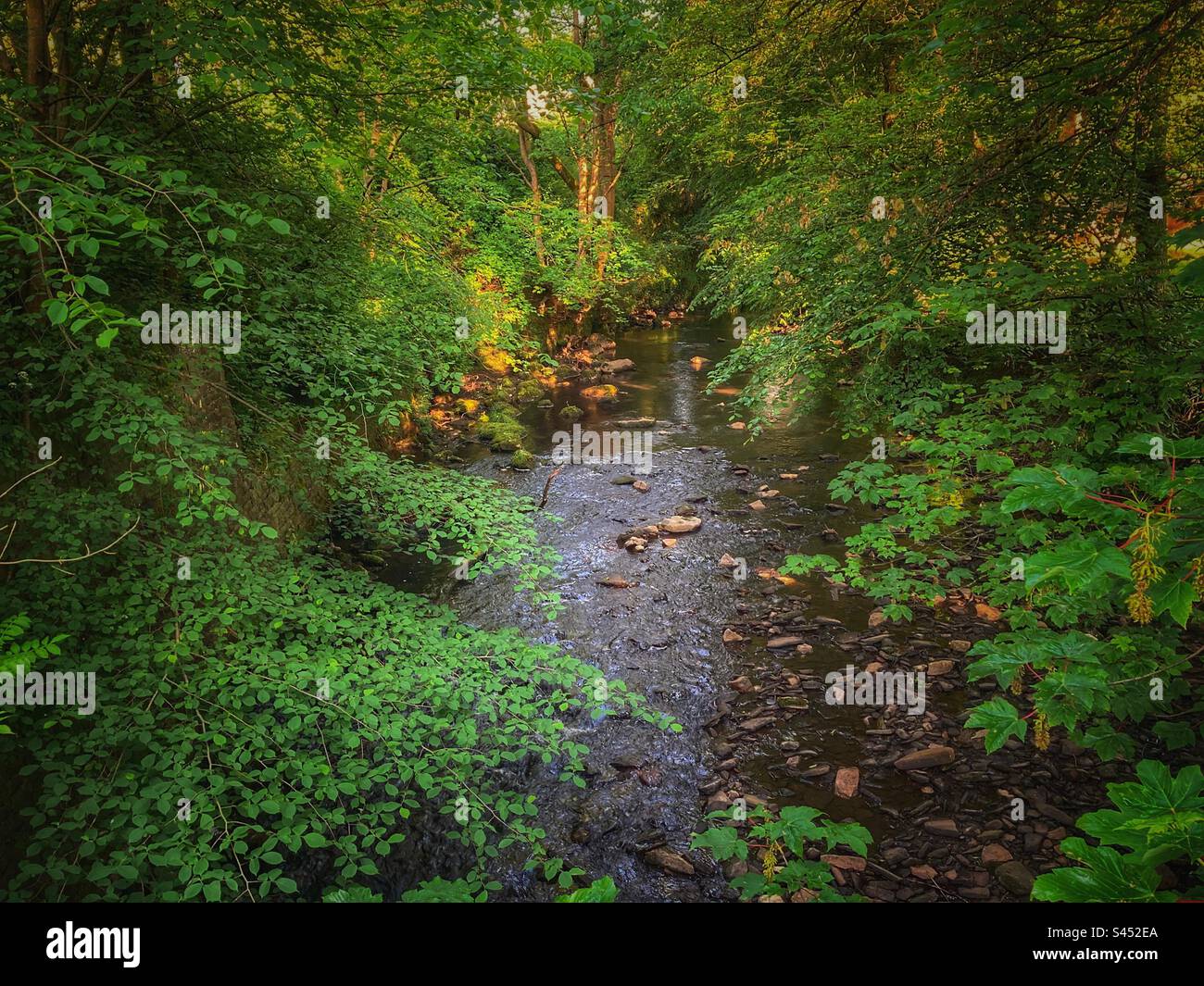 A river slowly flowing through sunlit trees and dappled shade on a ...