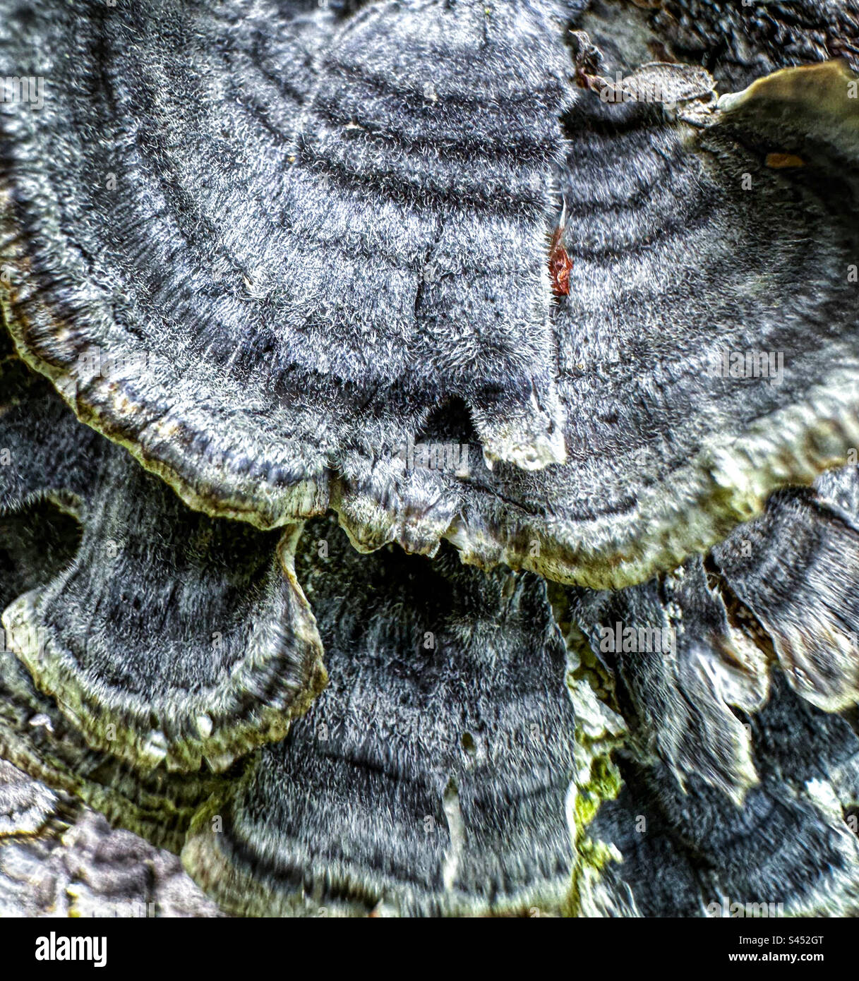Fuzzy tree hi-res stock photography and images - Alamy