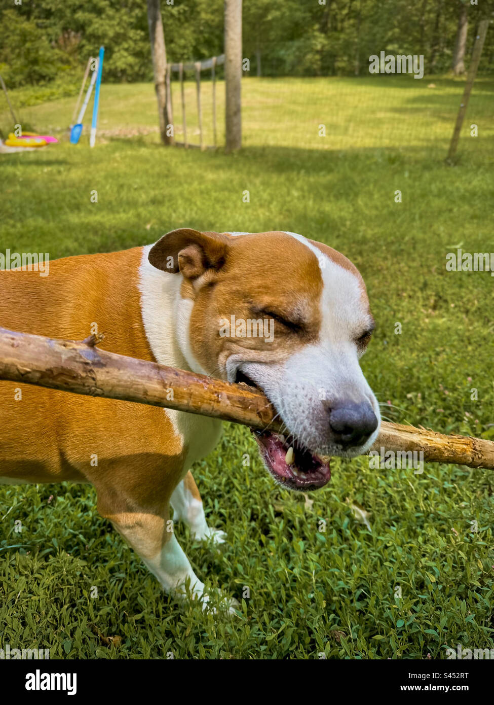 Happy dog in green backyard holding stick in mouth smiling Stock Photo ...