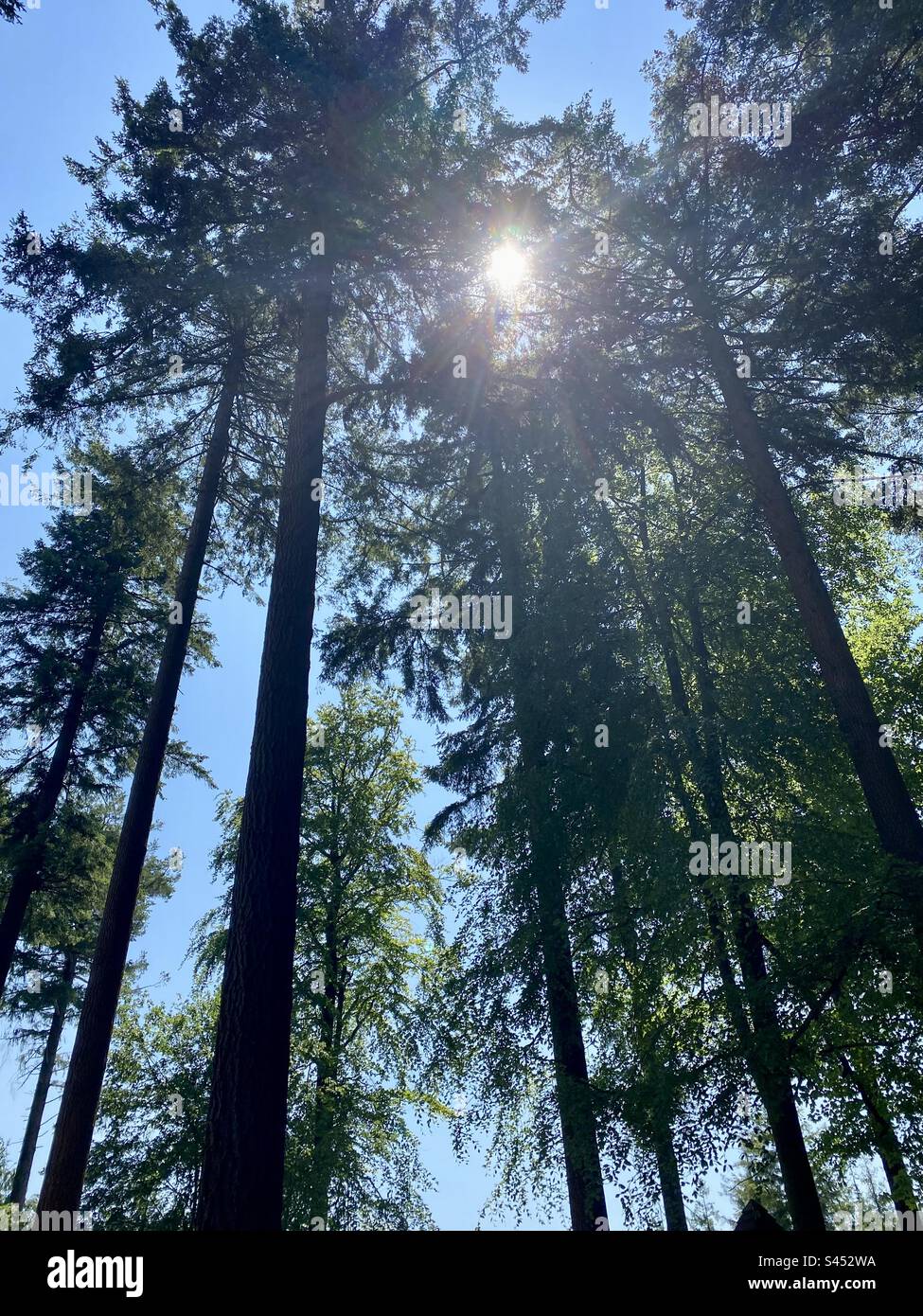 Shining through tall trees hi-res stock photography and images - Alamy
