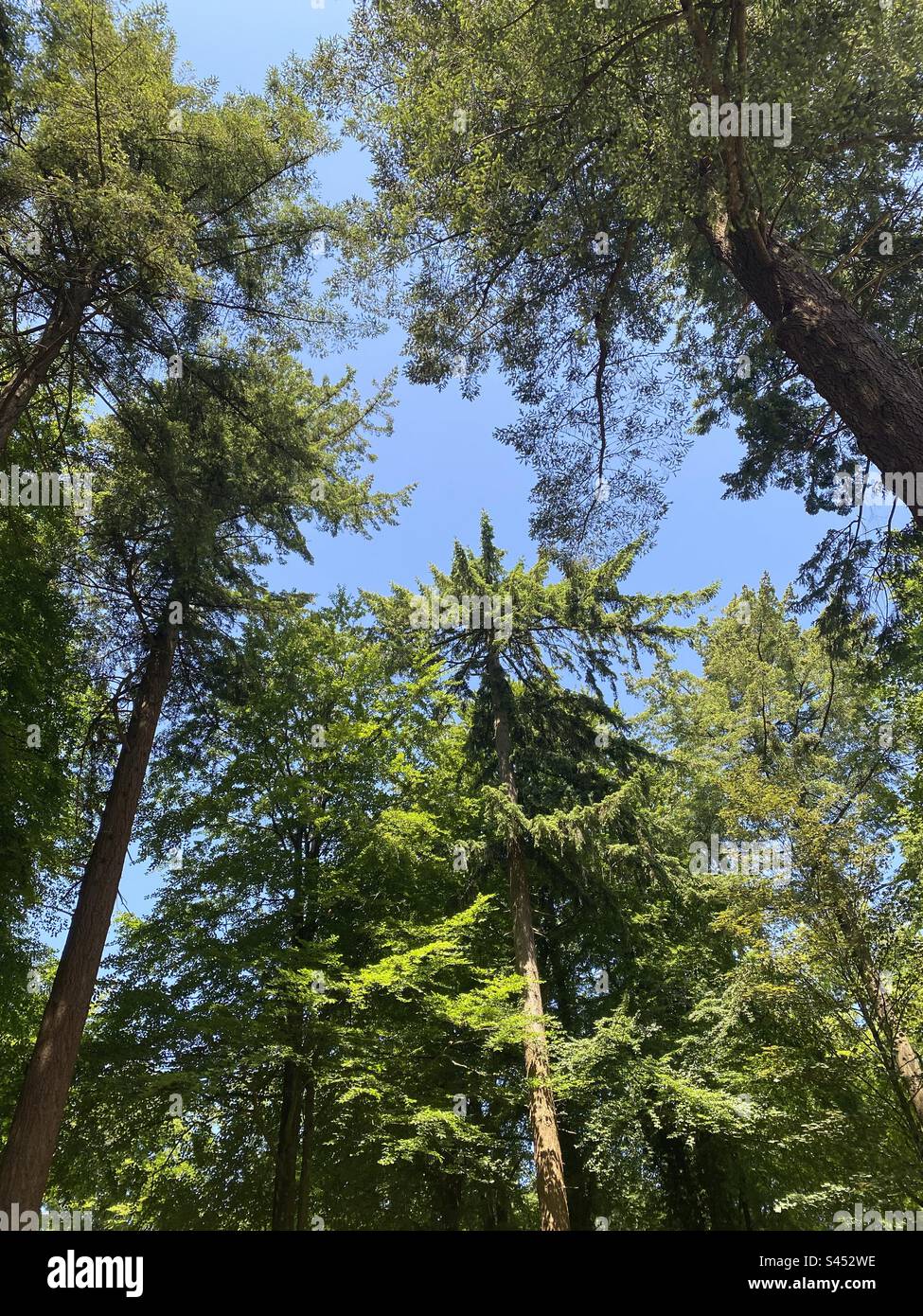 Up with trees hi-res stock photography and images - Alamy
