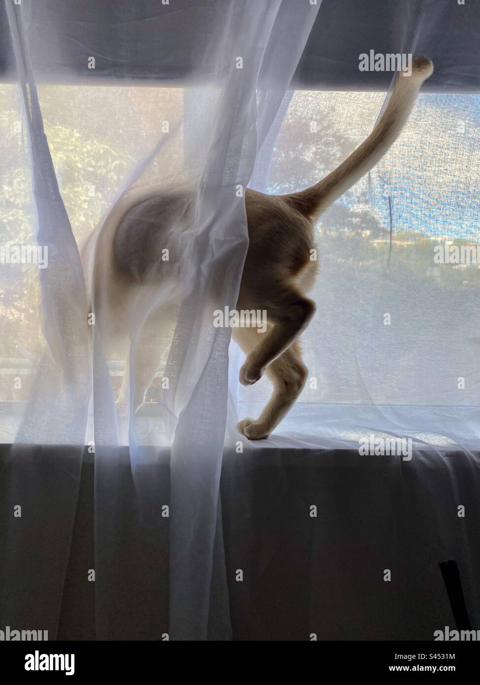 Cat burglar hi-res stock photography and images - Alamy