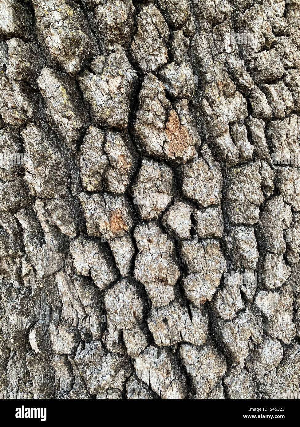 Oak bark patterns hi-res stock photography and images - Alamy