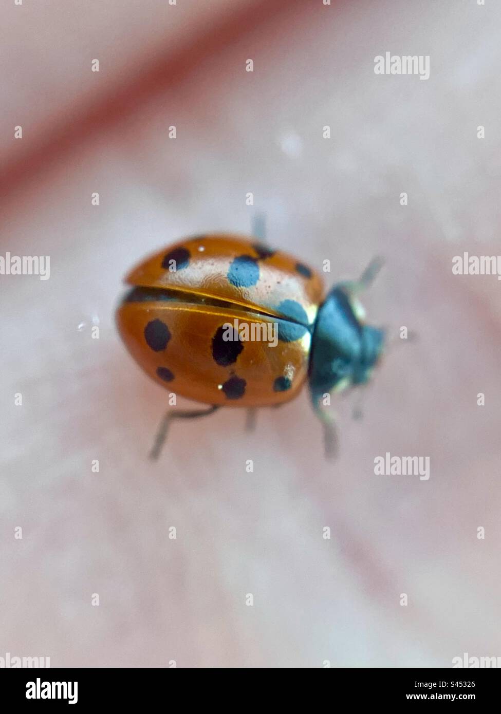 Bug dot bug hi-res stock photography and images - Alamy