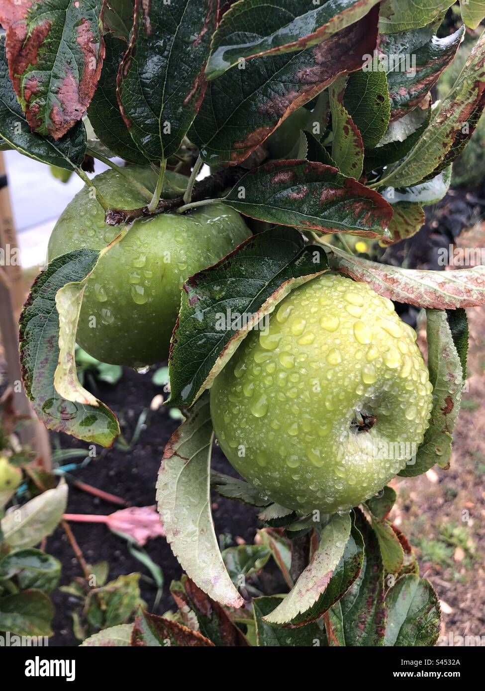Community orchard apples hi-res stock photography and images - Alamy