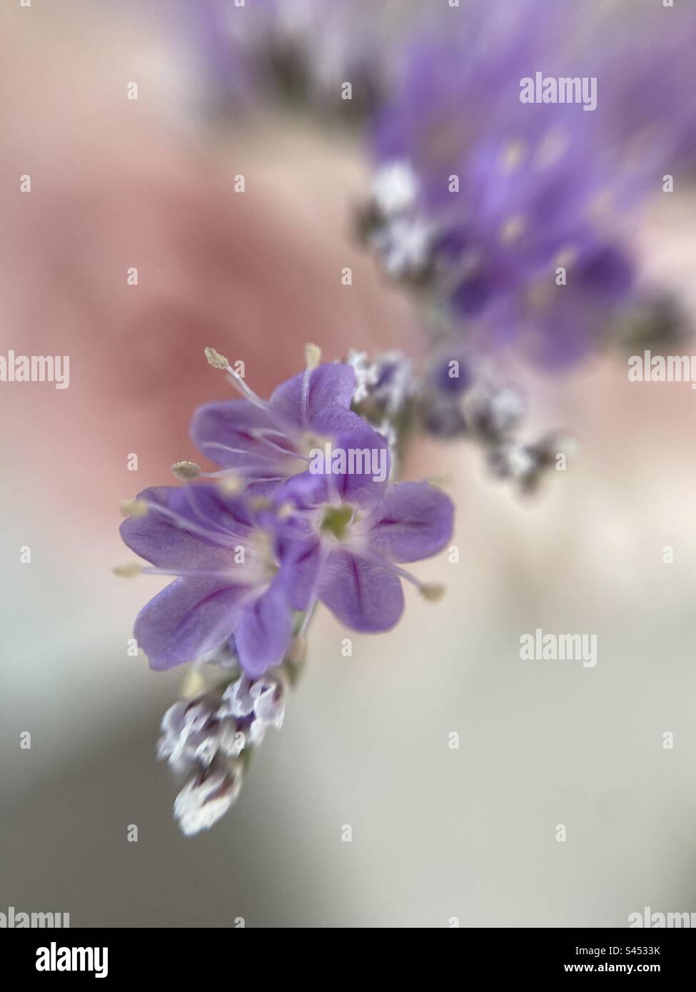 White gypsophila hi-res stock photography and images - Alamy