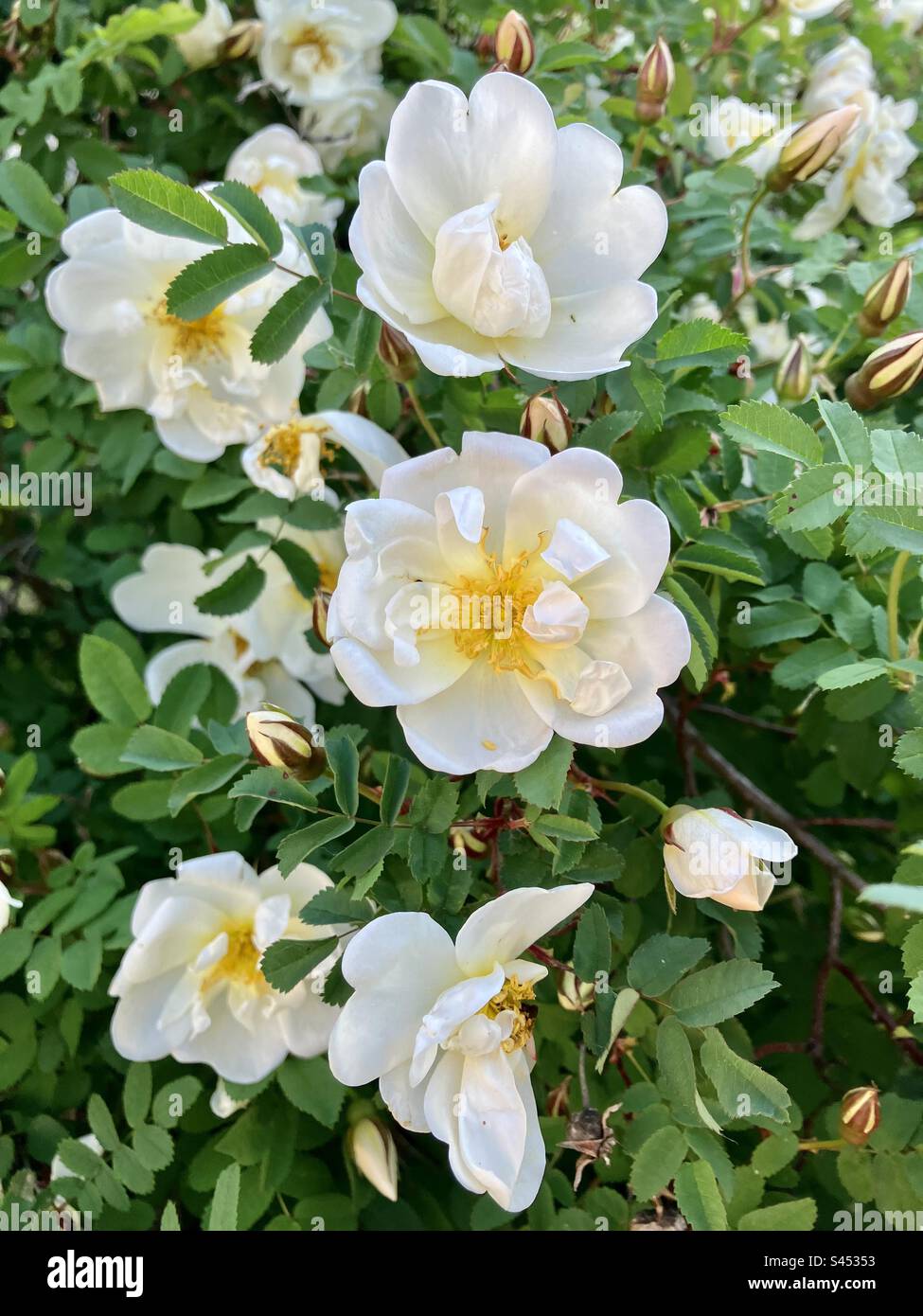 Finnish white rose hi-res stock photography and images - Alamy