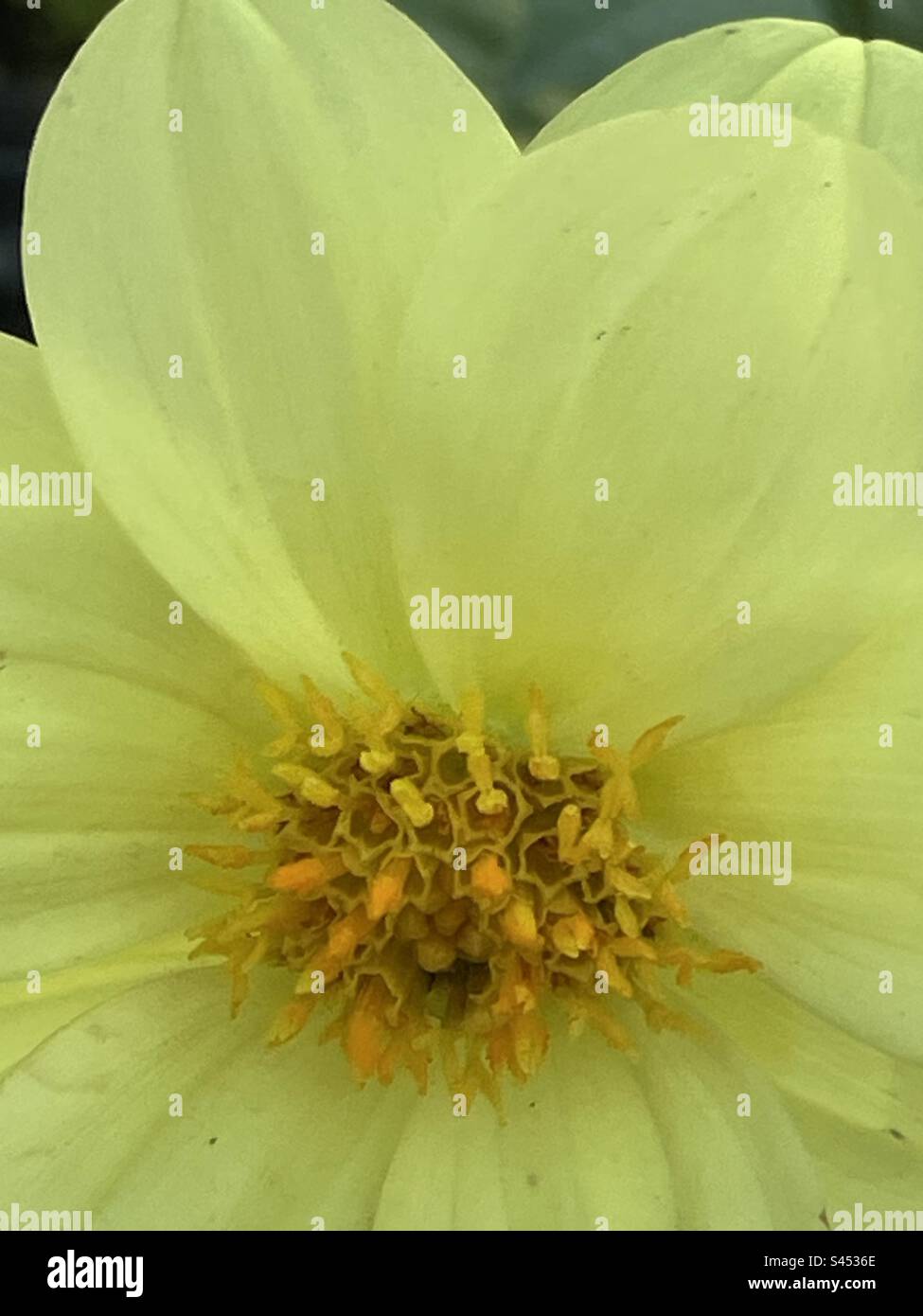 Thin orange petals hi-res stock photography and images - Alamy