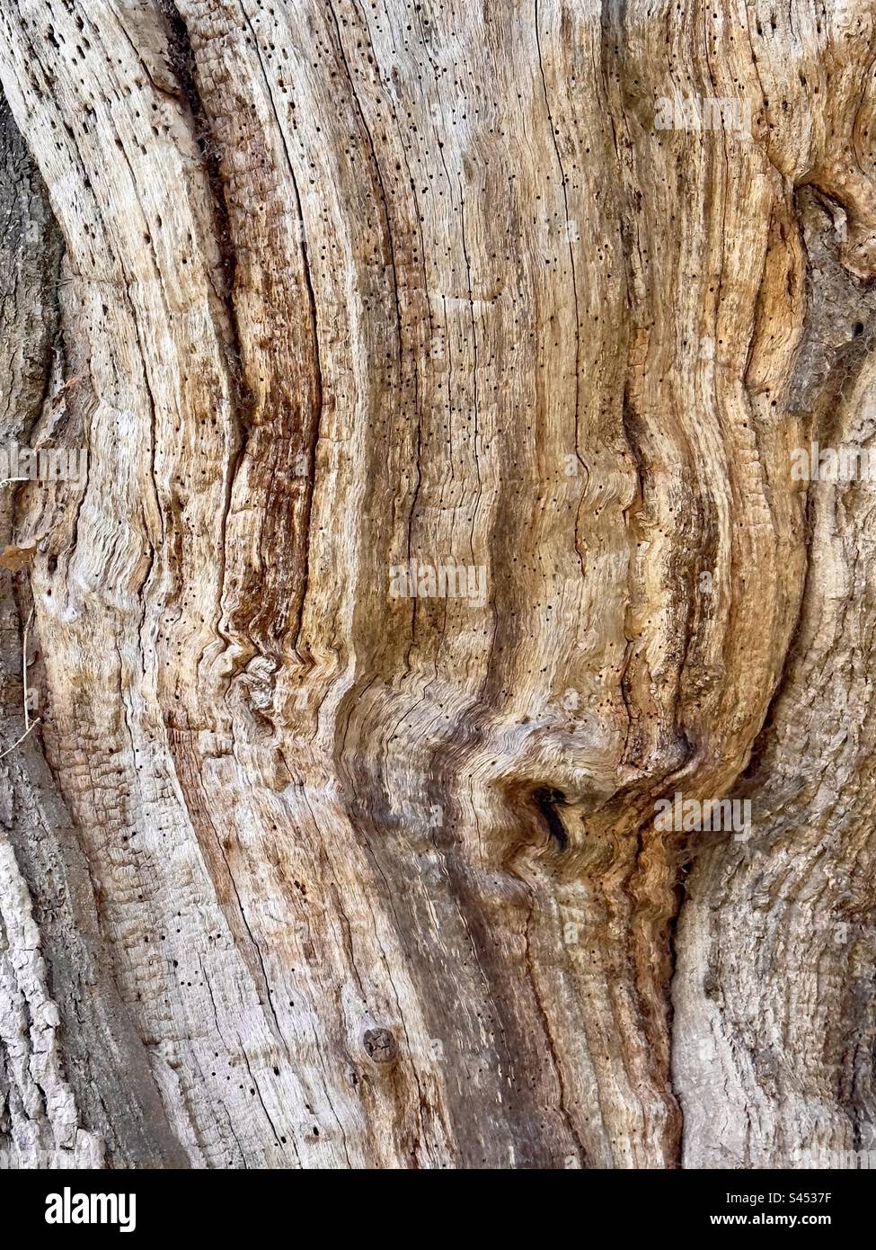A close-up of the blasted trunk of an ancient oak tree, showing its ...