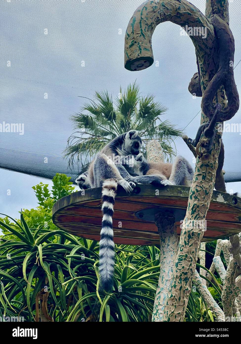 Cuddle each other hi-res stock photography and images - Alamy