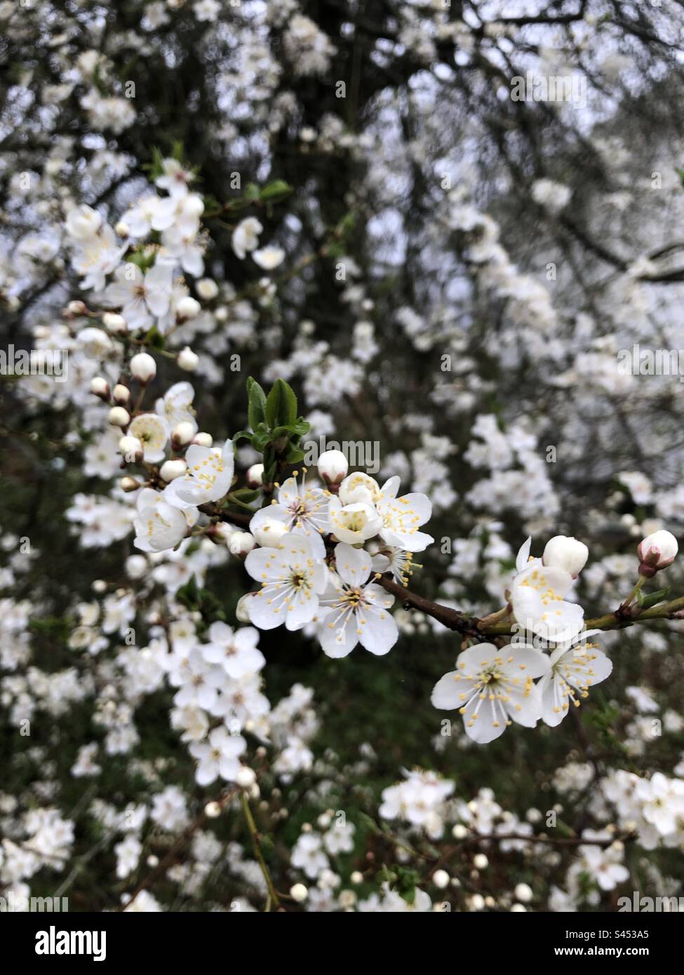 Plus tree hi-res stock photography and images - Alamy