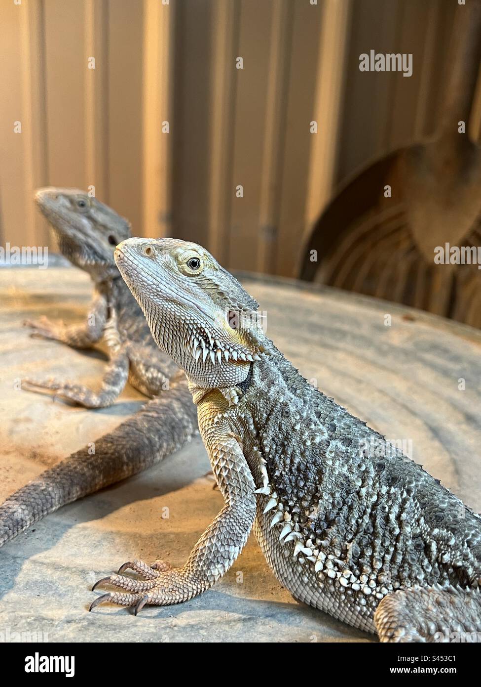Bearded dragon looking at the camera Stock Photo - Alamy