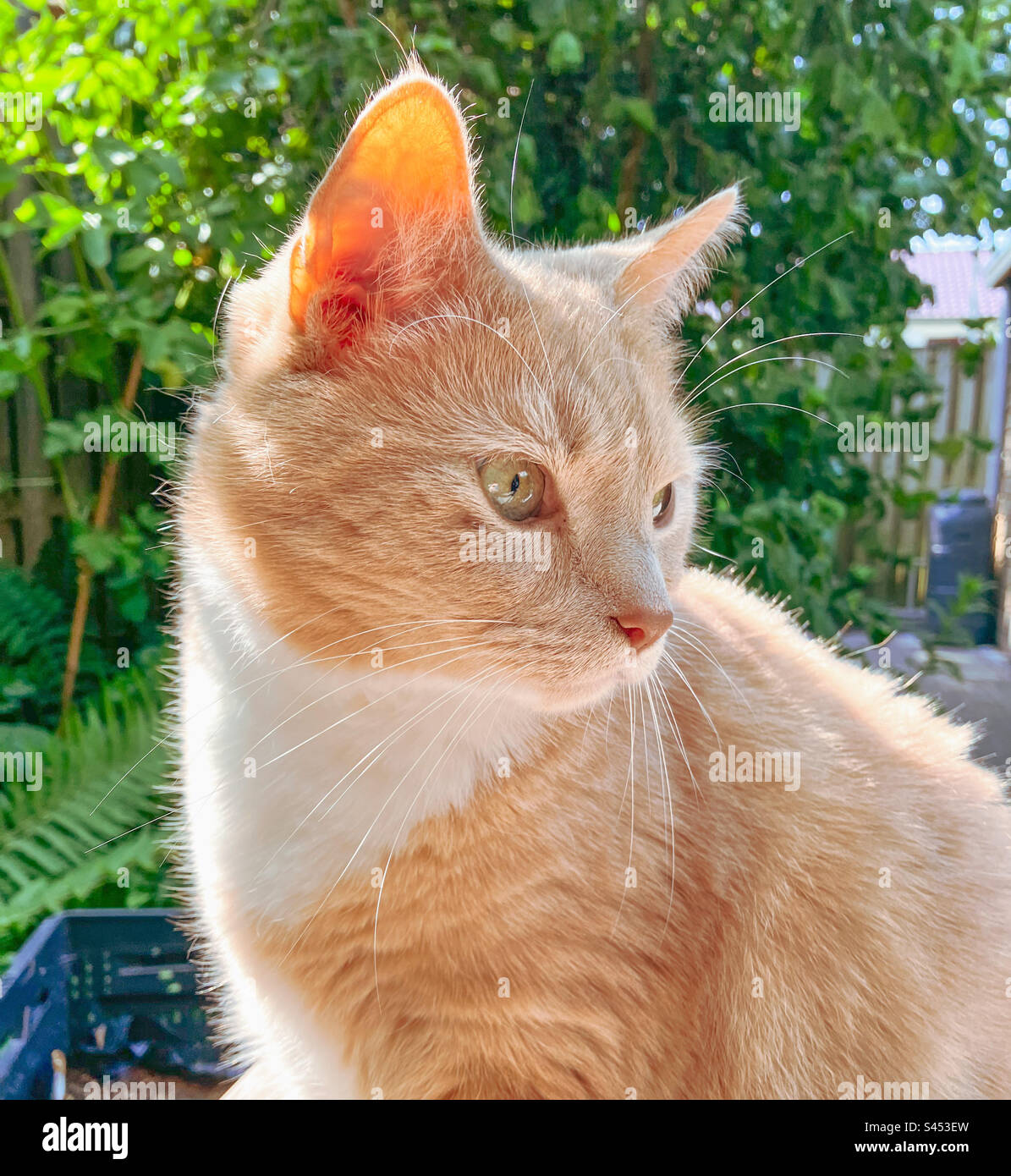 Cat in the sun hi-res stock photography and images - Alamy