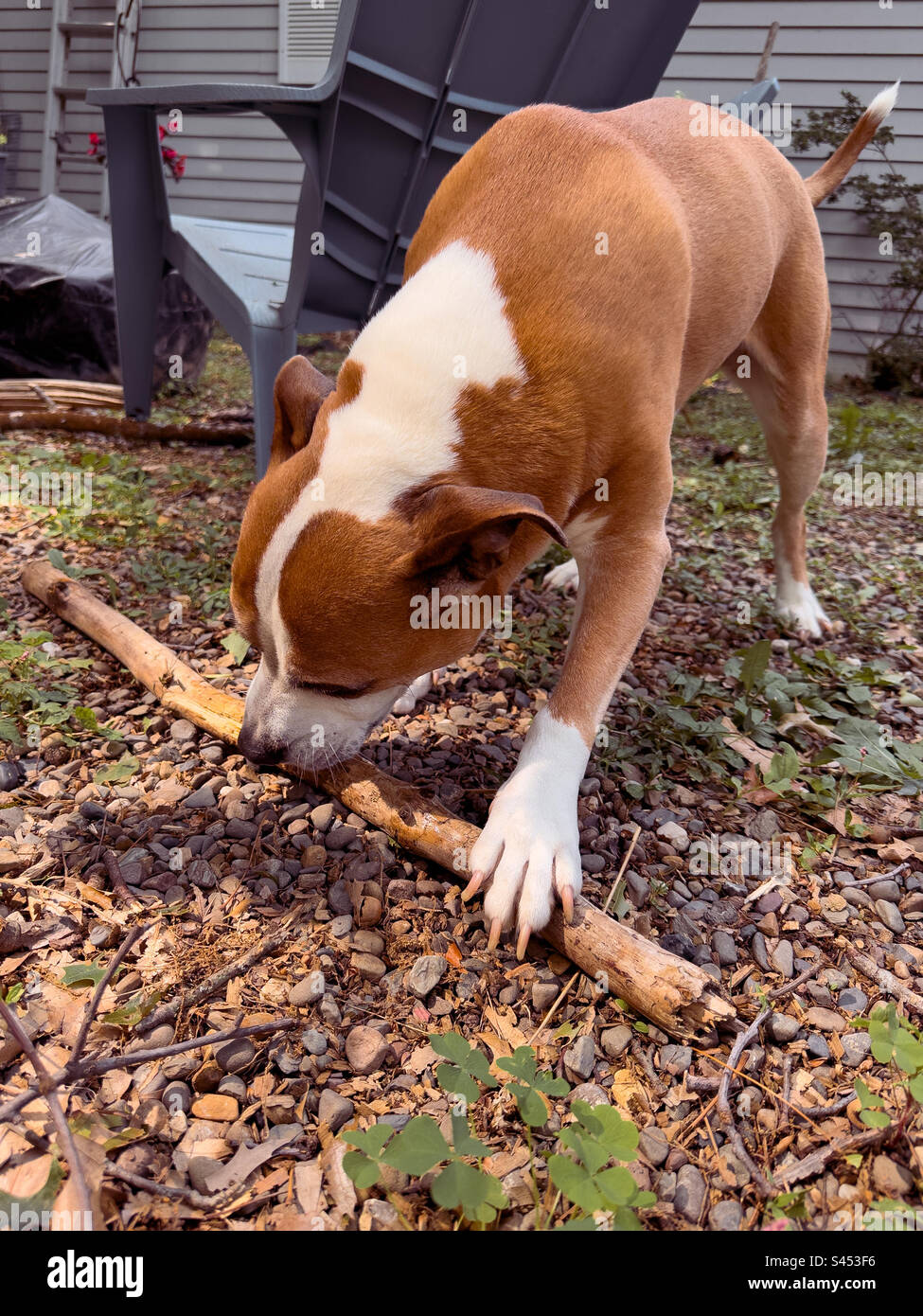 Boy chewing hi-res stock photography and images - Alamy