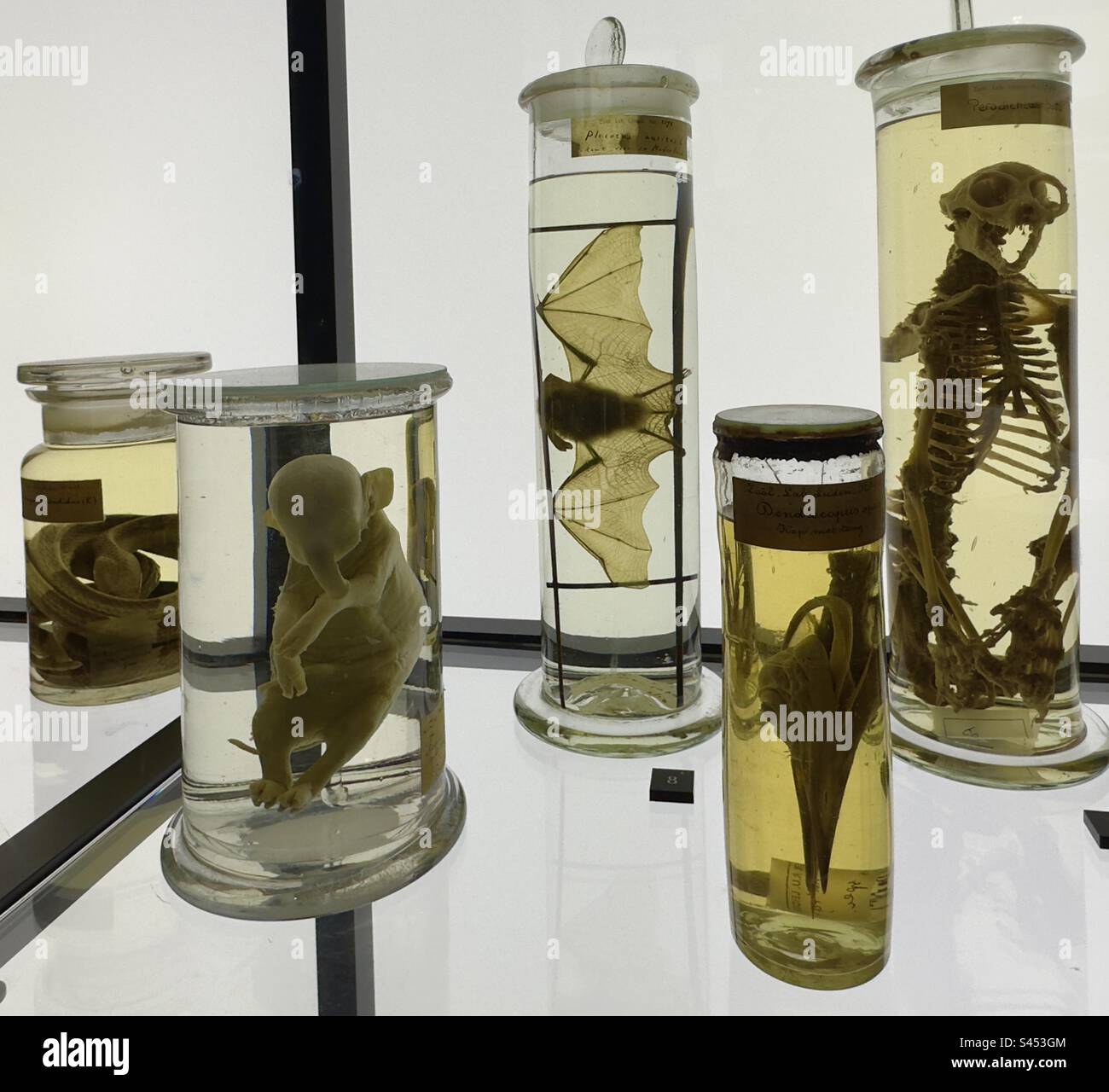 Preserved Animals In Jars