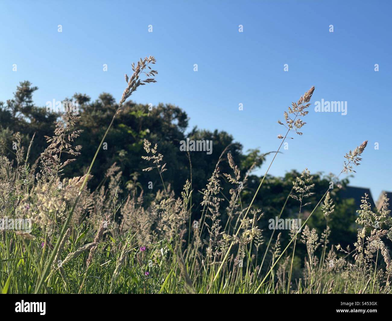 Trees and weeds hi-res stock photography and images - Alamy