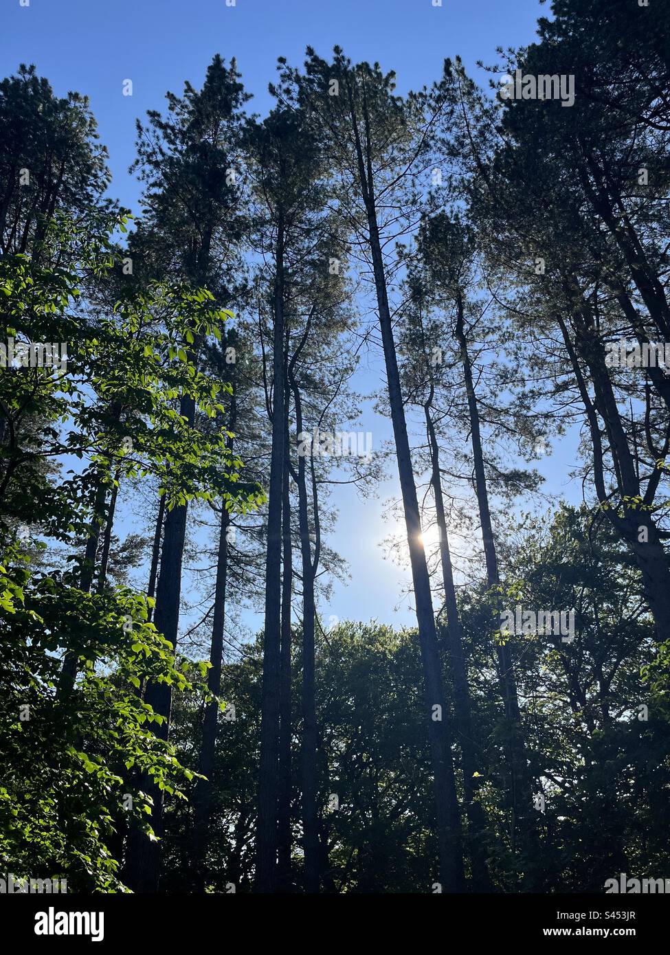 Almondell calderwood hi-res stock photography and images - Alamy