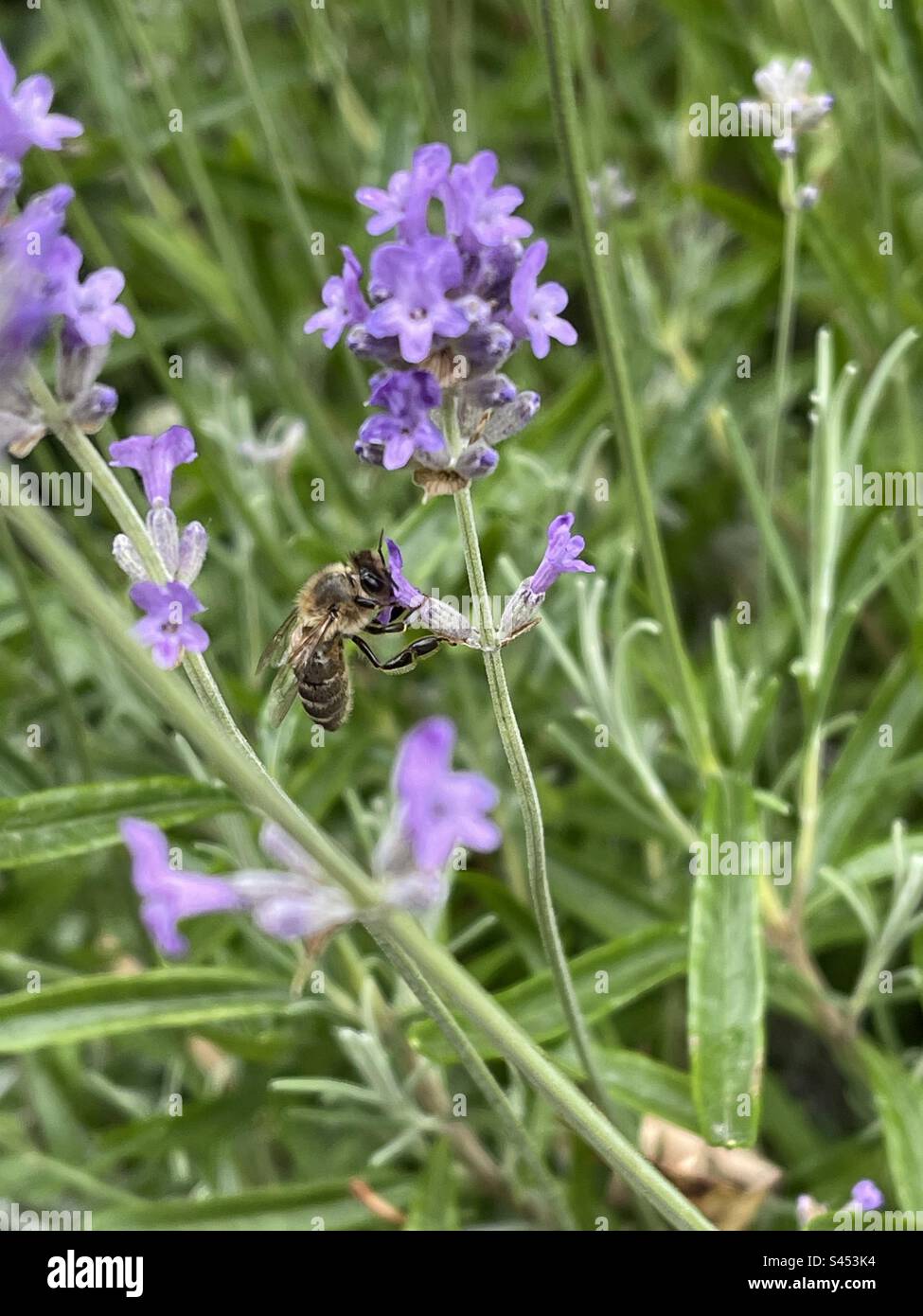 Drinking honey hi-res stock photography and images - Alamy