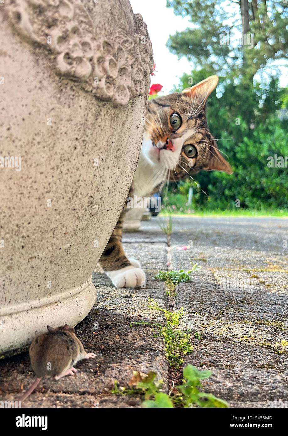 Cat is watching Stock Photo - Alamy