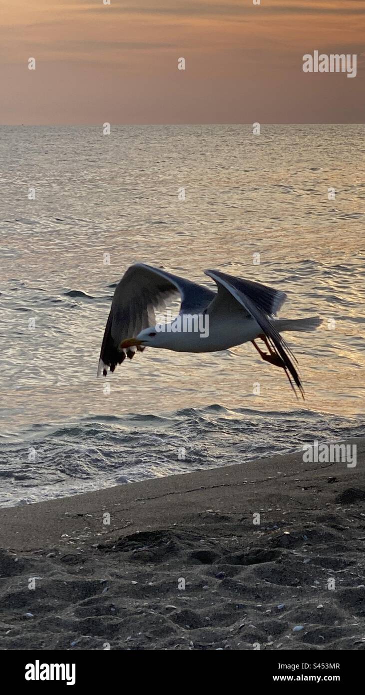 Seagull in flight Stock Photo - Alamy