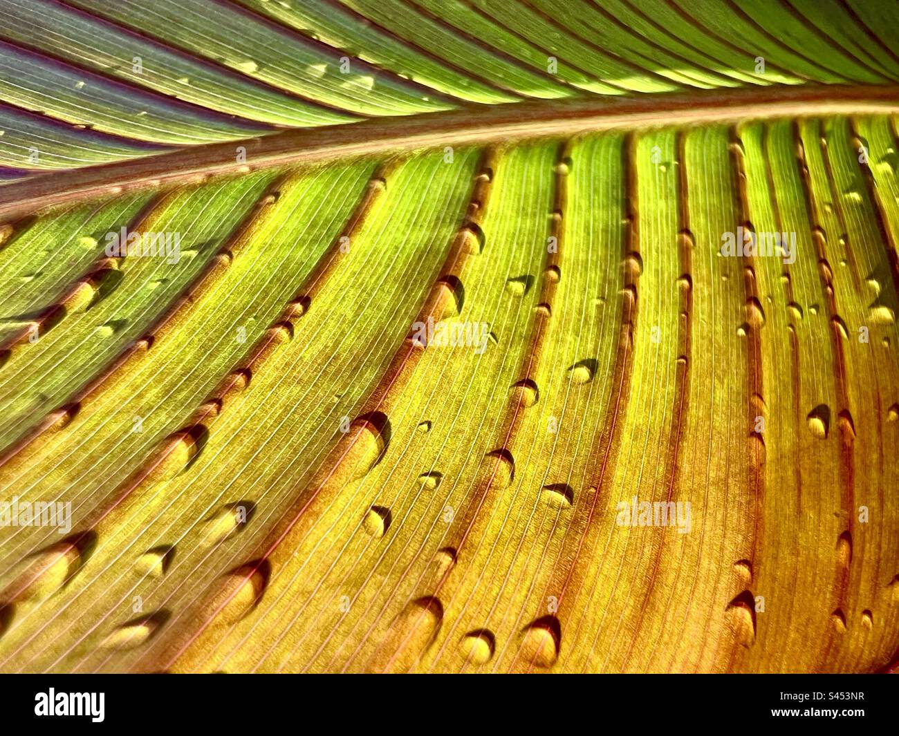 Canna leaf hi-res stock photography and images - Alamy