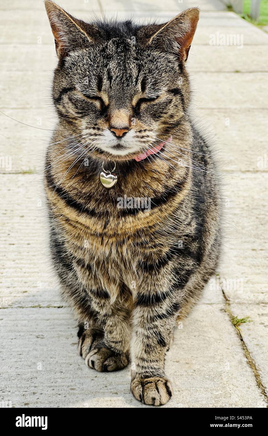 Colour tortoise shell hi-res stock photography and images - Alamy
