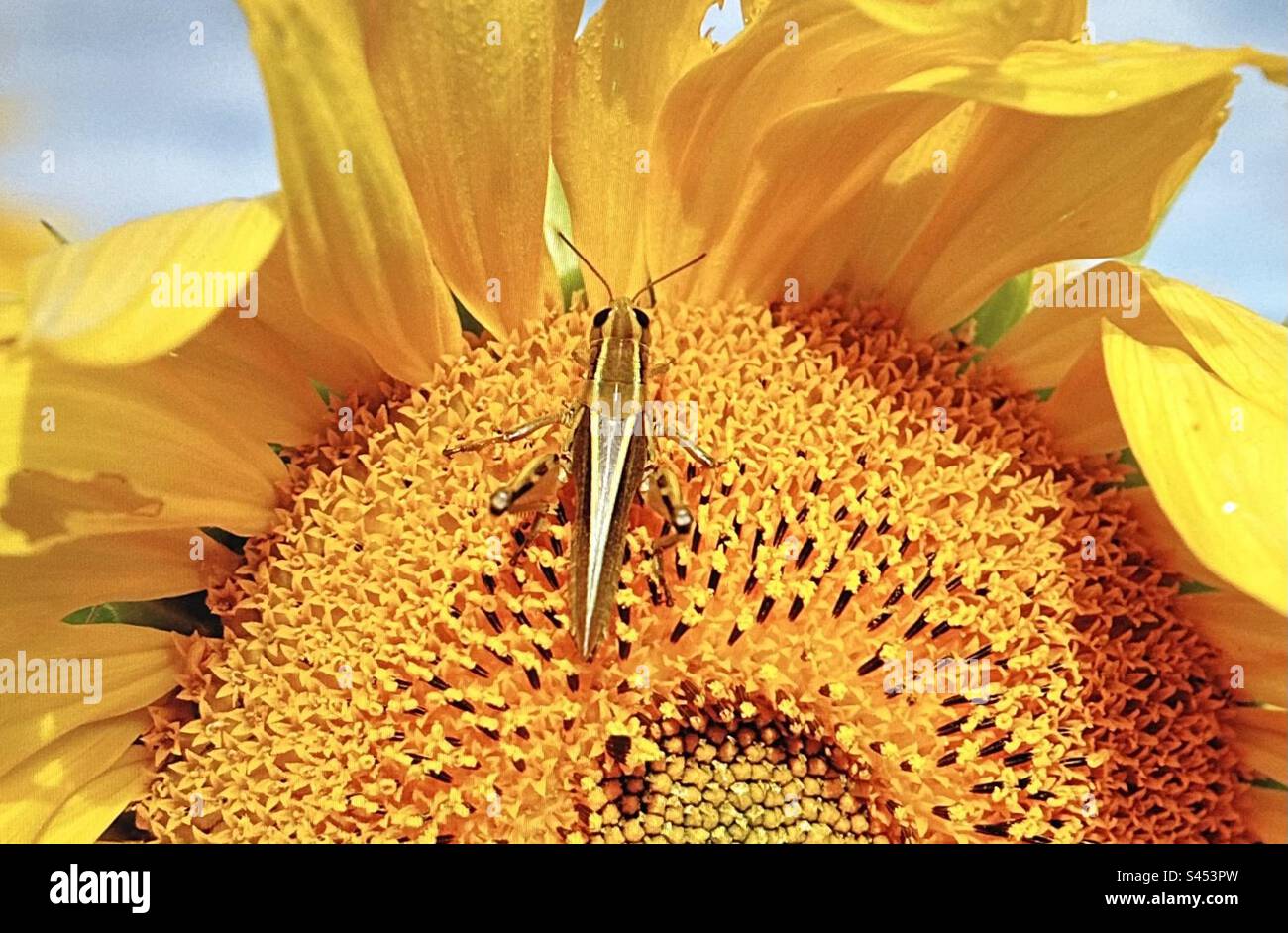 Grasshopper on a sunflower, design in nature, patterns in nature ...