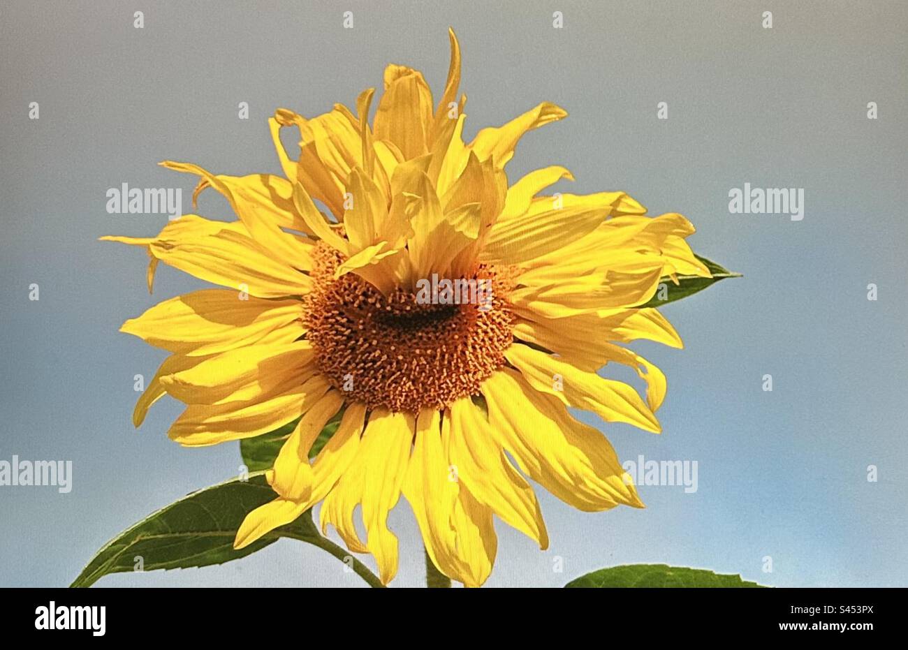 Patterns in nature, sunflower, yellow,seeds, sunflower oil, edible ...